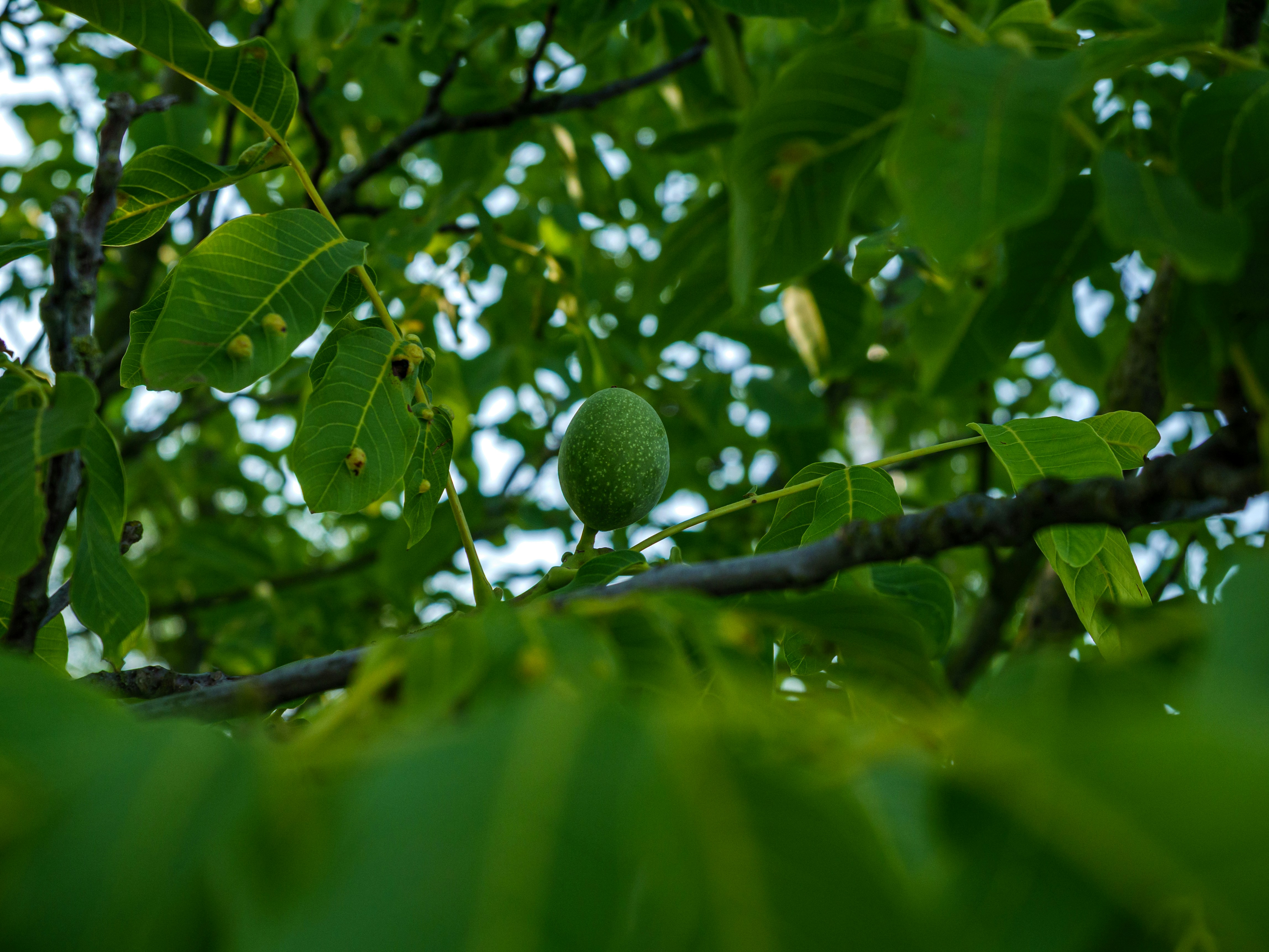 Solitary green fruit among vented leaves on a sunlit almond tree