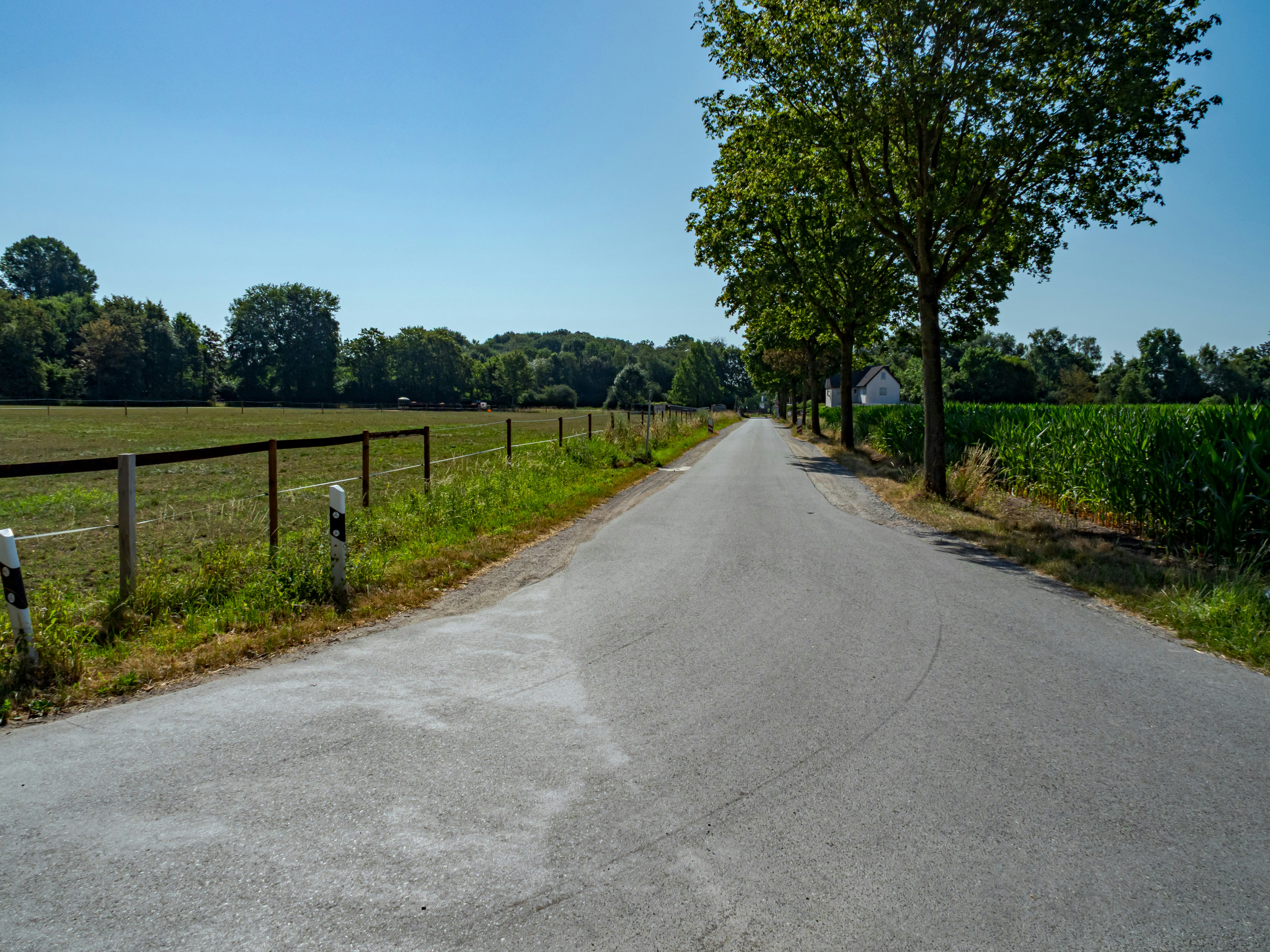 Sunlit country road flanked by fields and a row of trees leads the eye toward a distant horizon, with a lone tree casting shade near the bend.