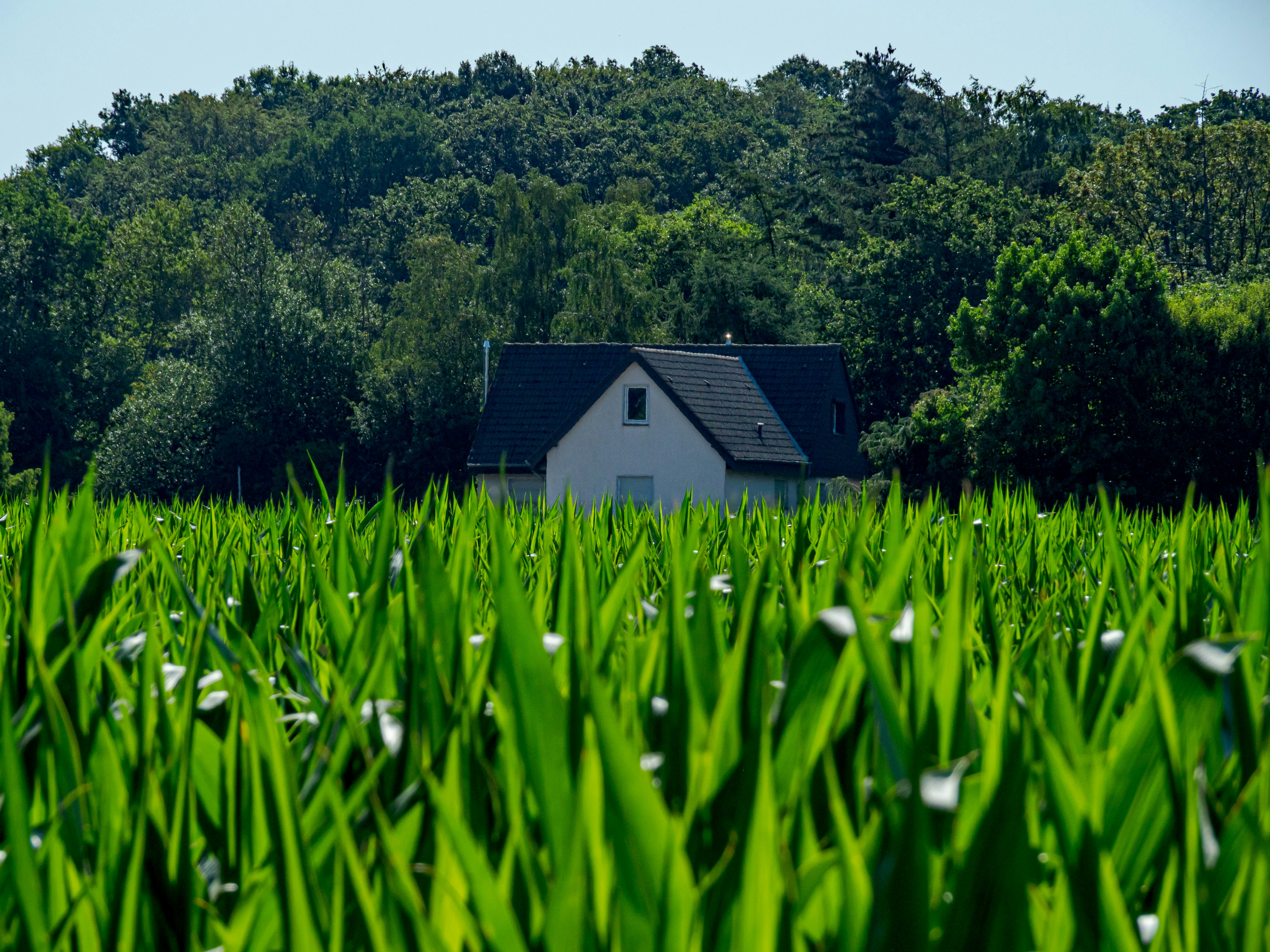 Sunlit farmhouse sits behind a dense sea of corn under a clear sky, with a tree line in the background; the scene emphasizes rural calm and depth. This is a photographic capture of a landscape with a house-protruding center.