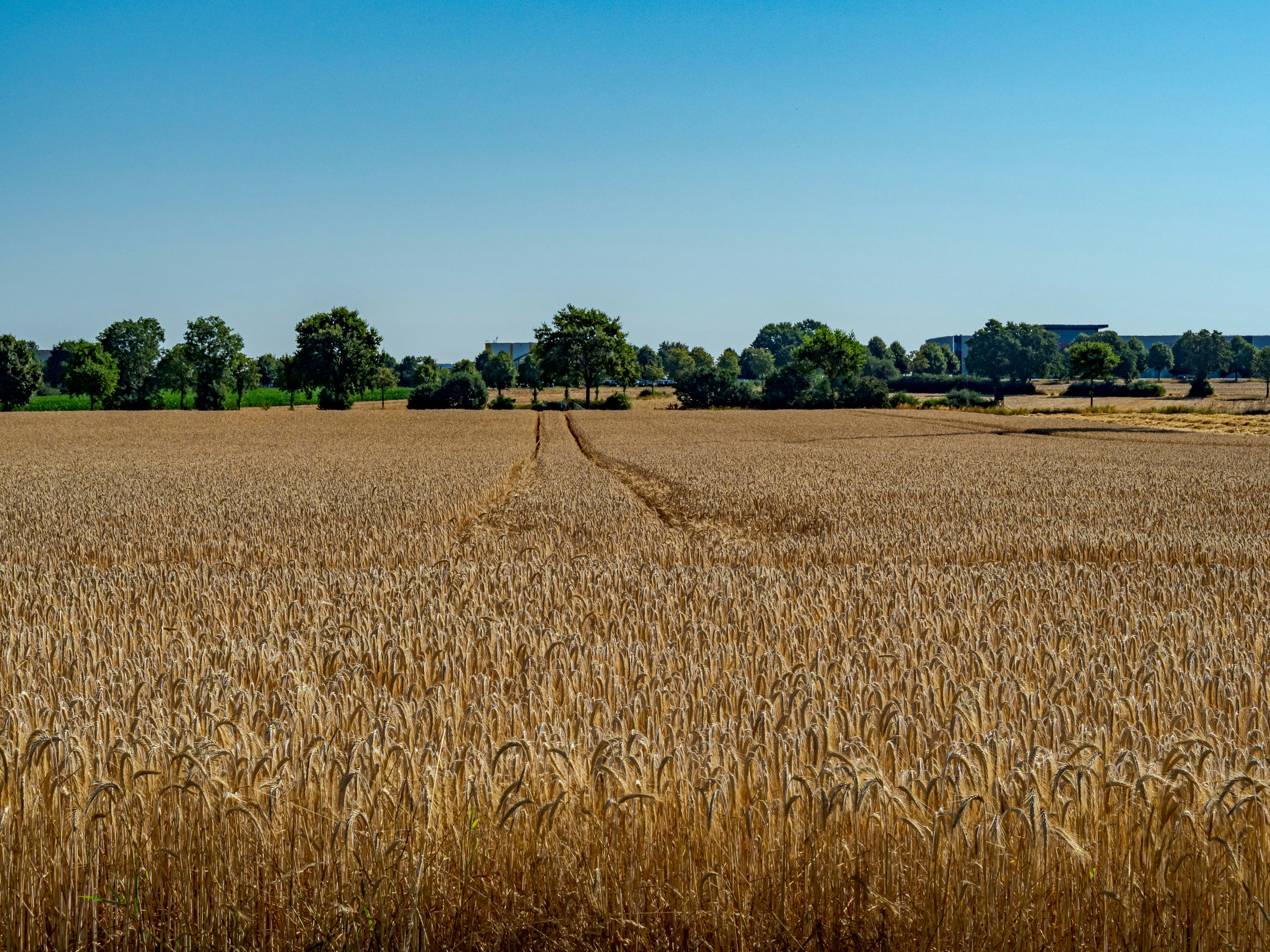 Golden wheat field stretches to a distant tree line under a clear blue sky, with a faint trail guiding the eye toward the horizon. This is a landscape photograph capturing agricultural calm and rural distance.