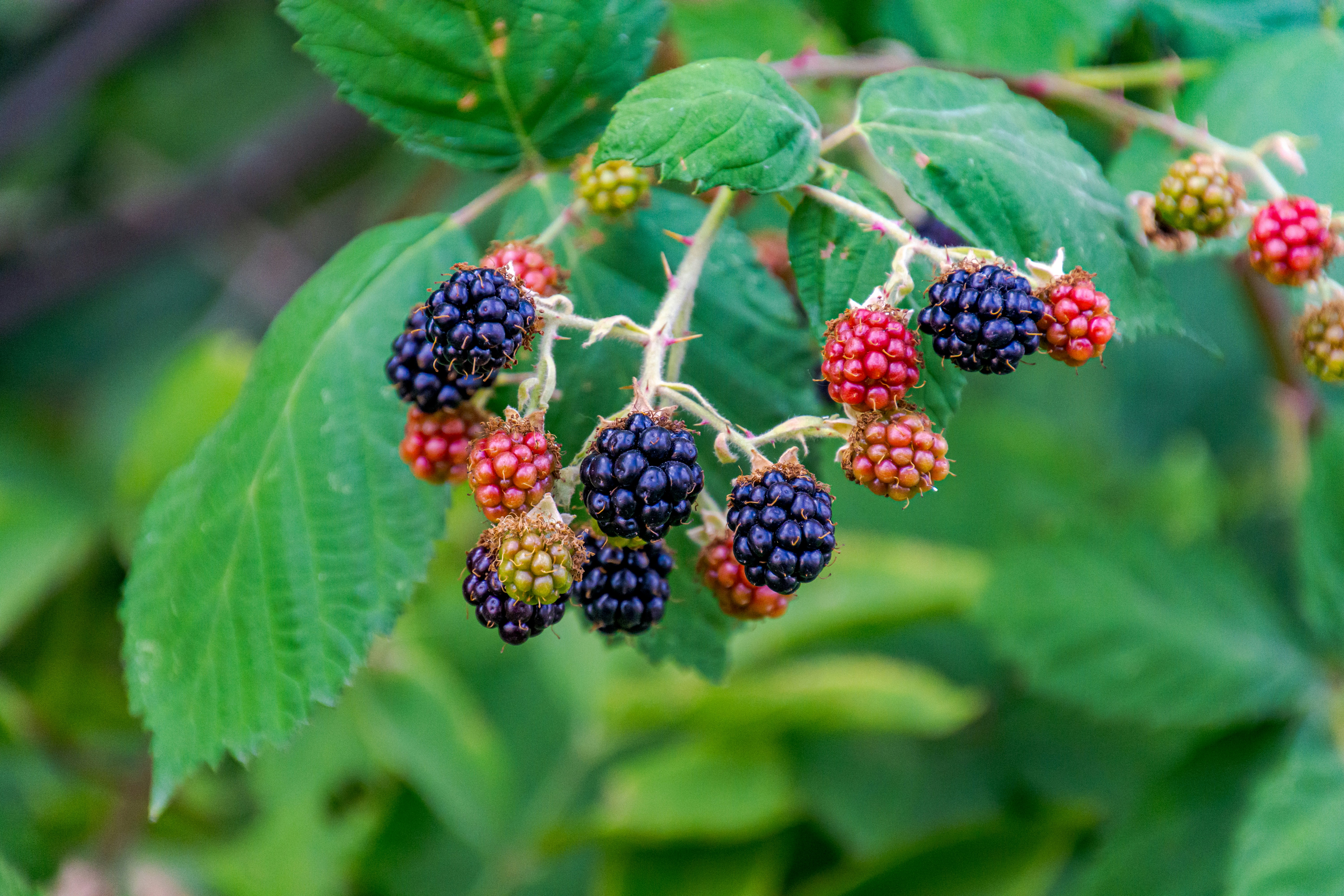 Crimson-to-Obsidian Berries: A Cluster of Ripening Orbs on a Lush Branch