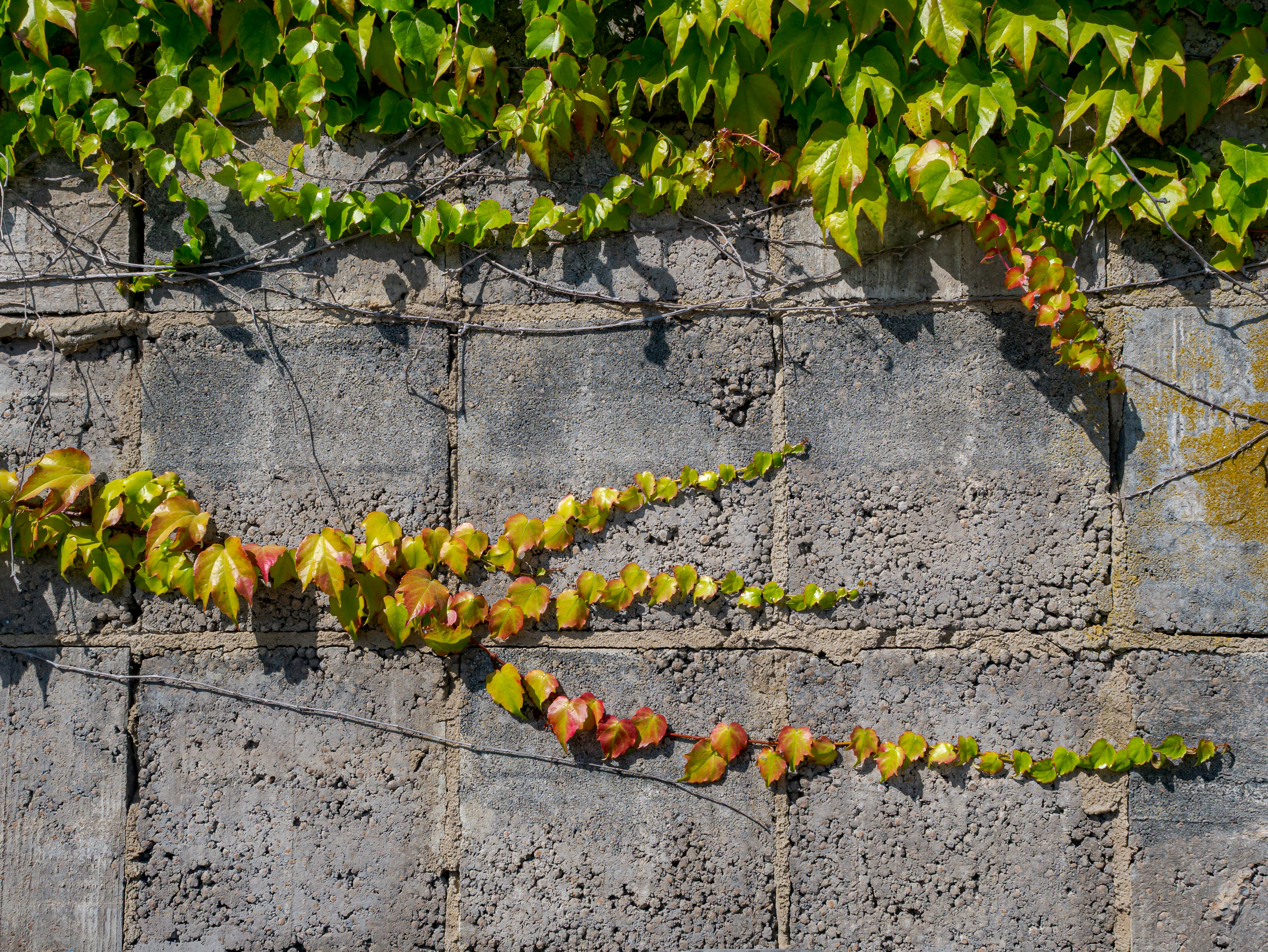 Vines Tracing Cracks: Green to Autumn on a Concrete Wall