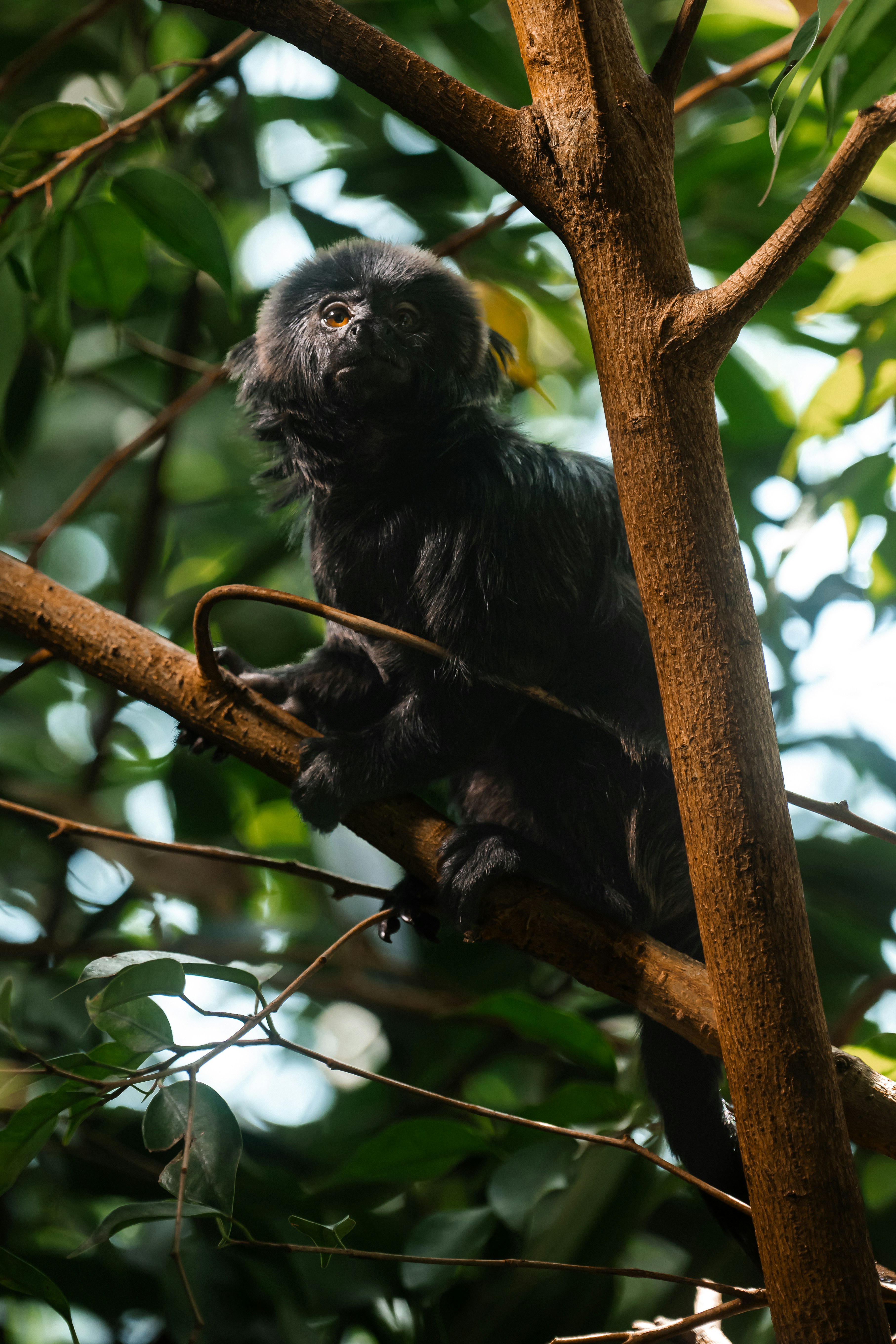 Mid-Branch Gazer: A Black Monkey in Dappled Forest Light