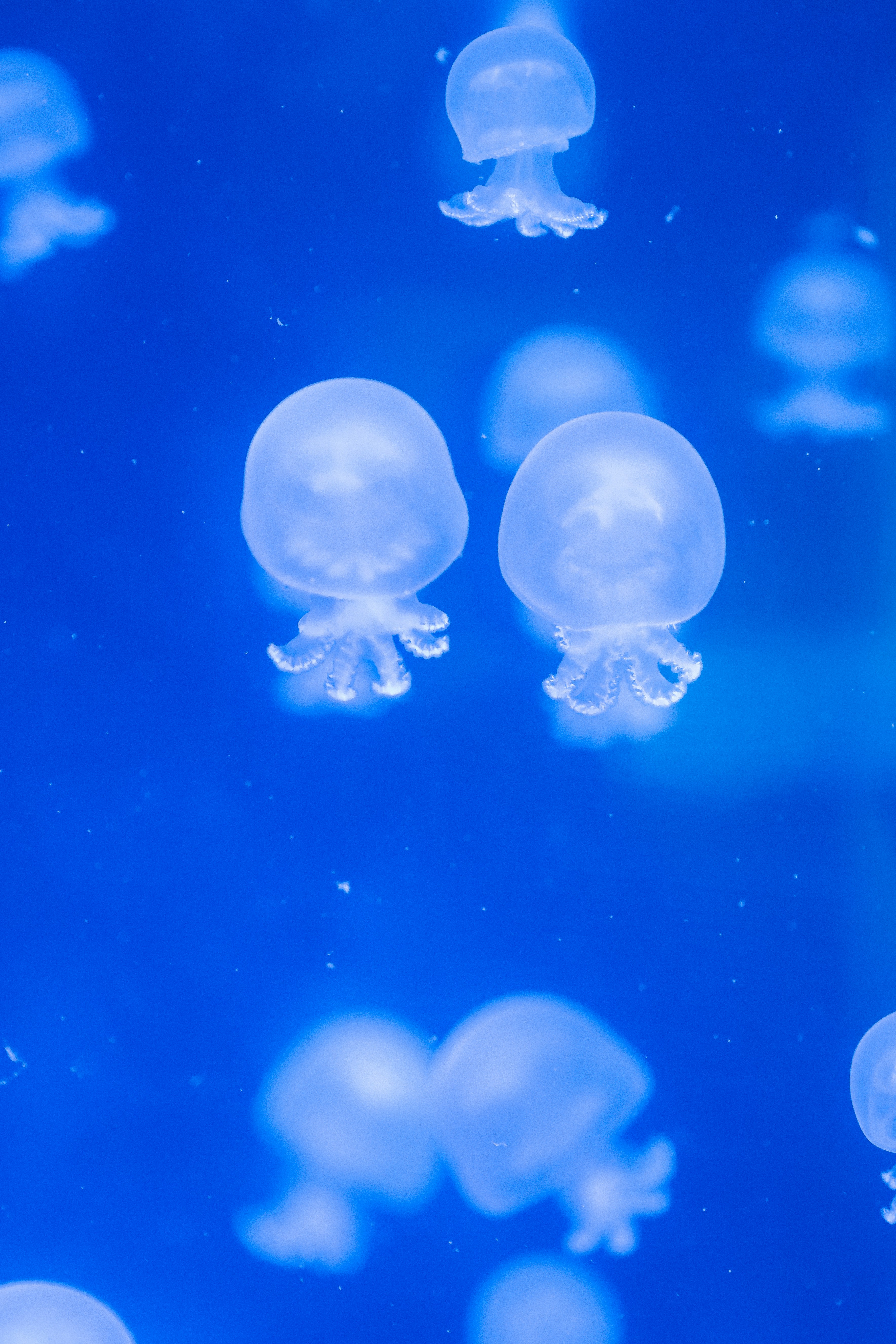 Blue Lanterns: Soft-Bodied Jellyfish Drift in Velvet Depths