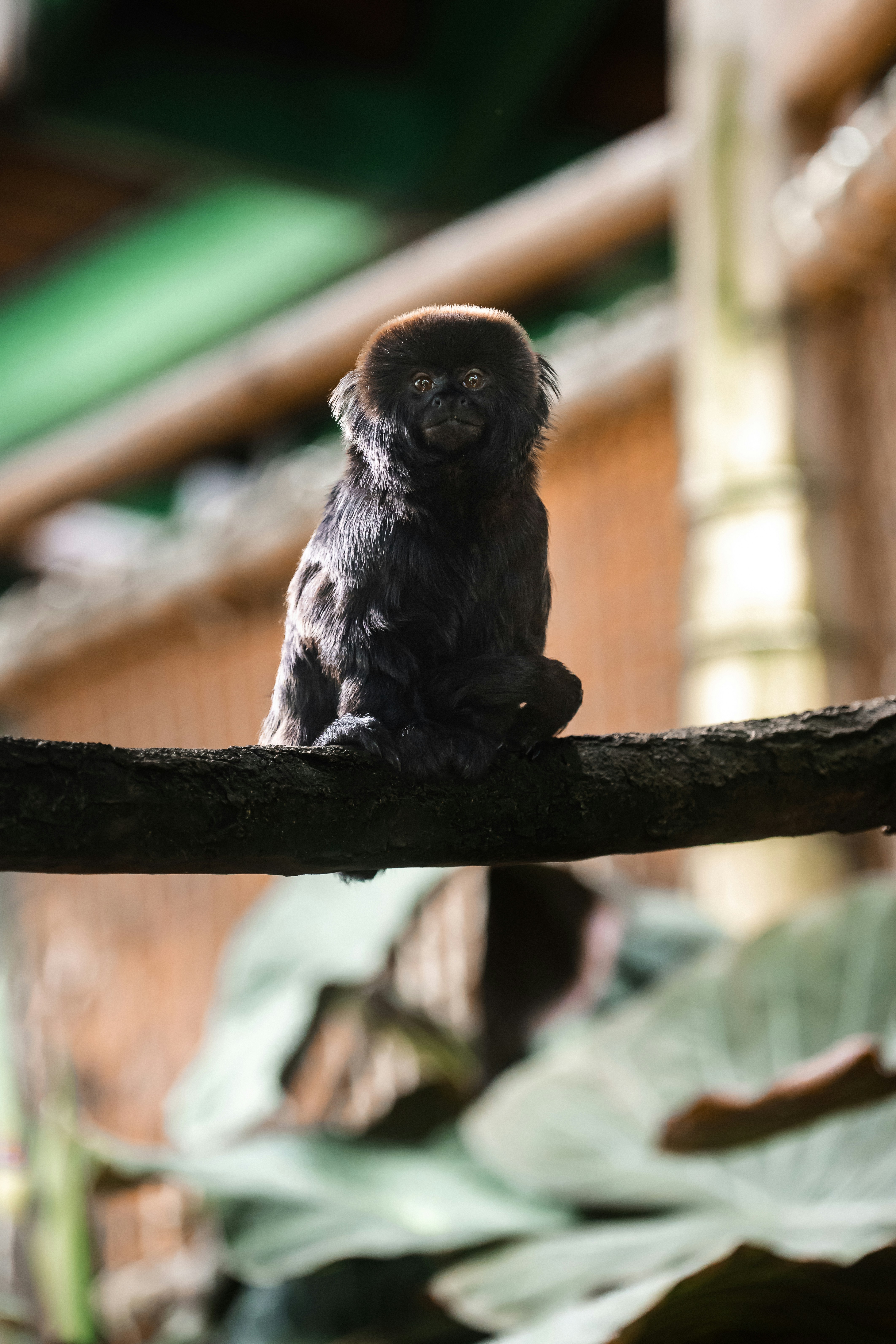 Curiously Observant Prime: A Small Monkey on a Log