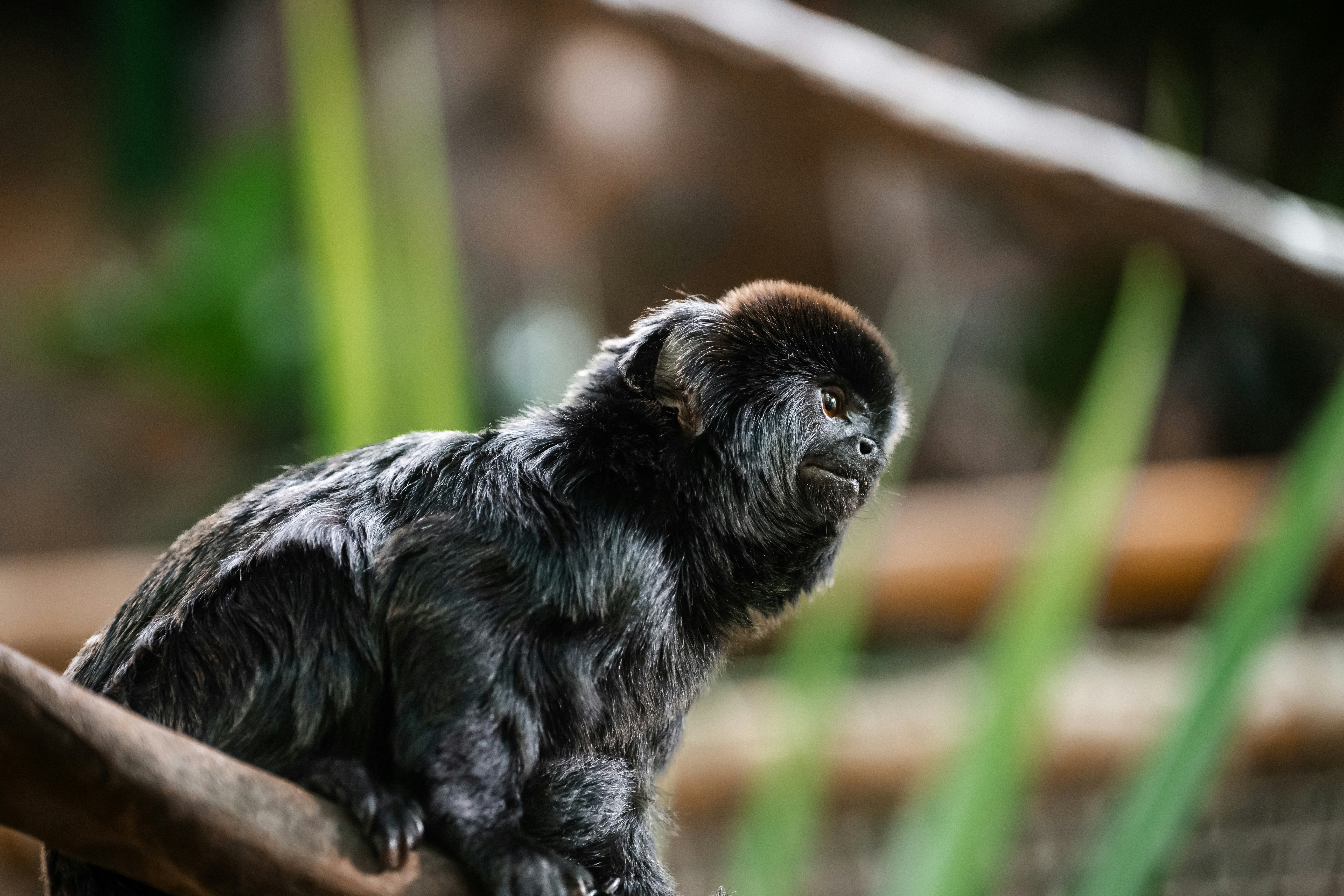 Imperial Drifter: Portrait of a Curious Silhouetted Monkey