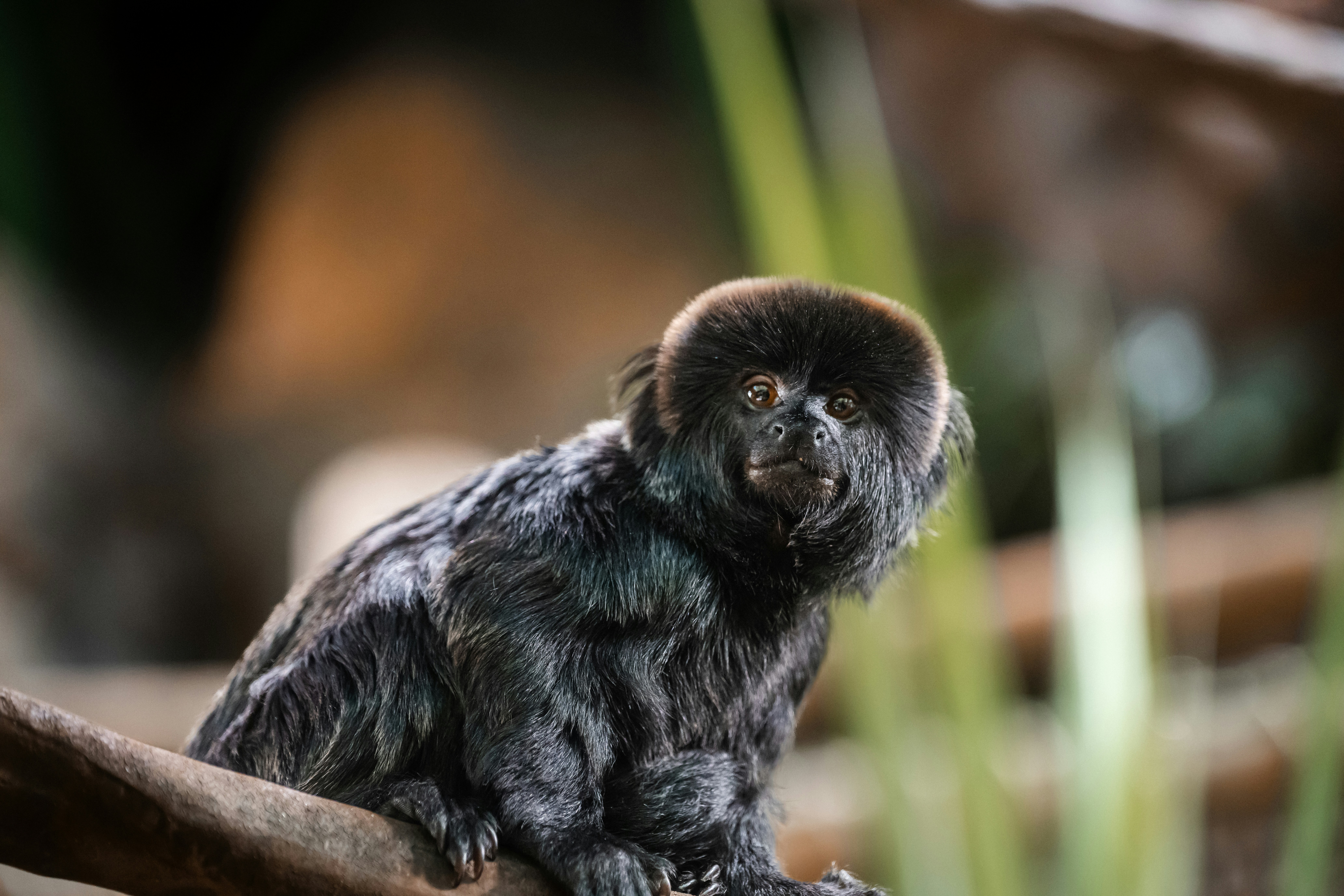 Curious Primates: A Leaping Moment in Gentle Light