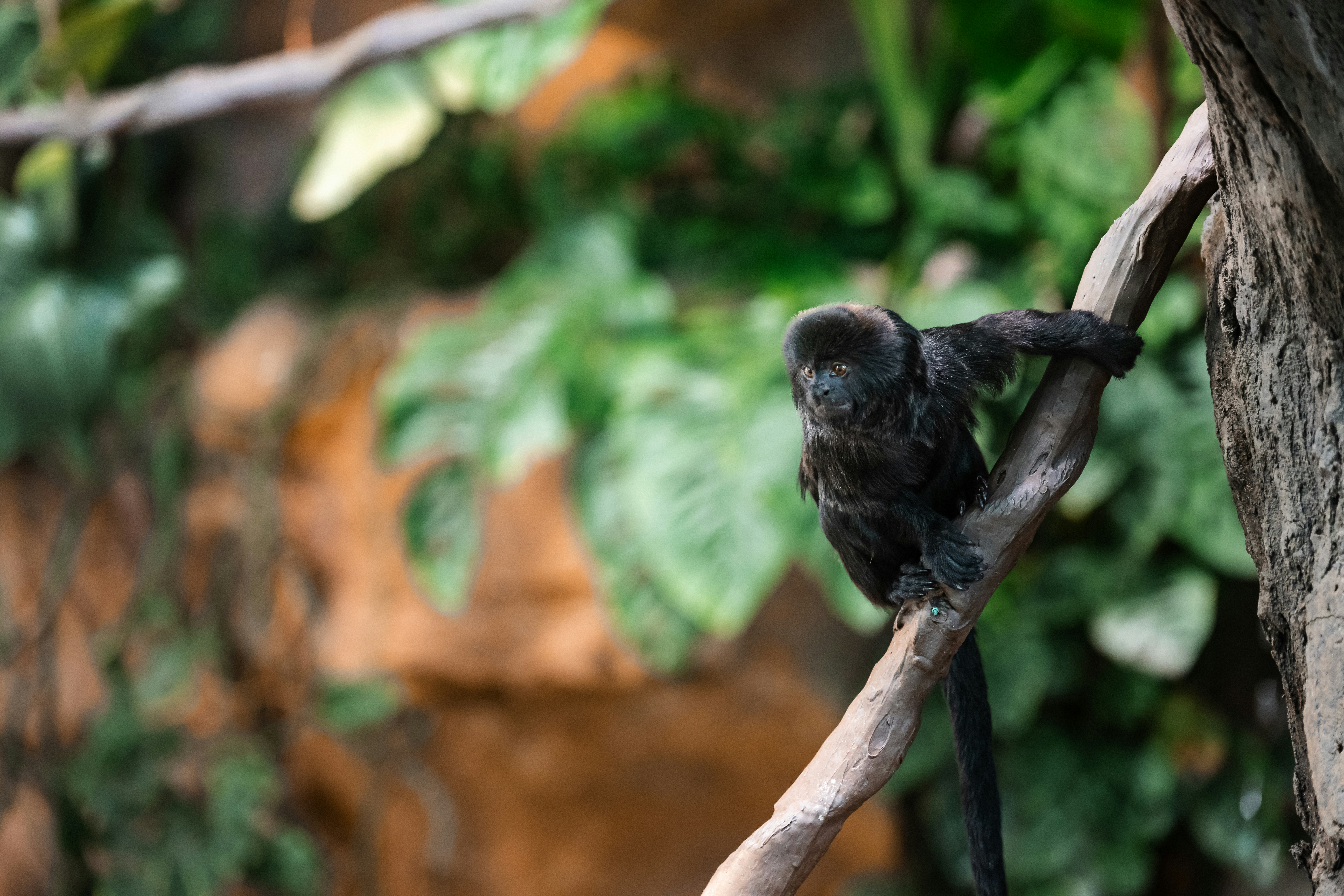 Dark Parrotlet on a Curved Branch in a Lush Enclosure