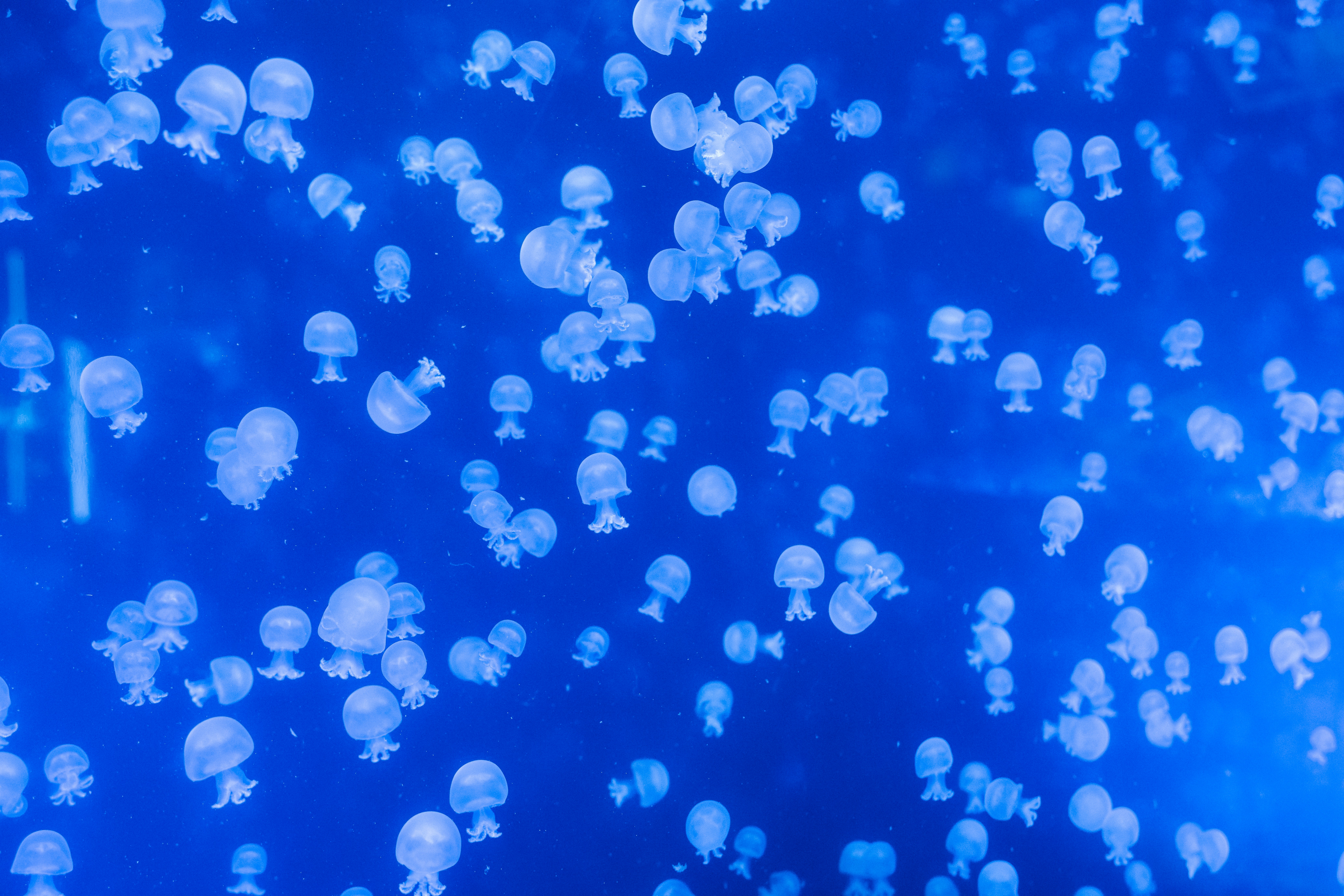 Blue Ocean Ghosts: A Swarm of Tiny Jellyfish Drift in a Velvet Deep