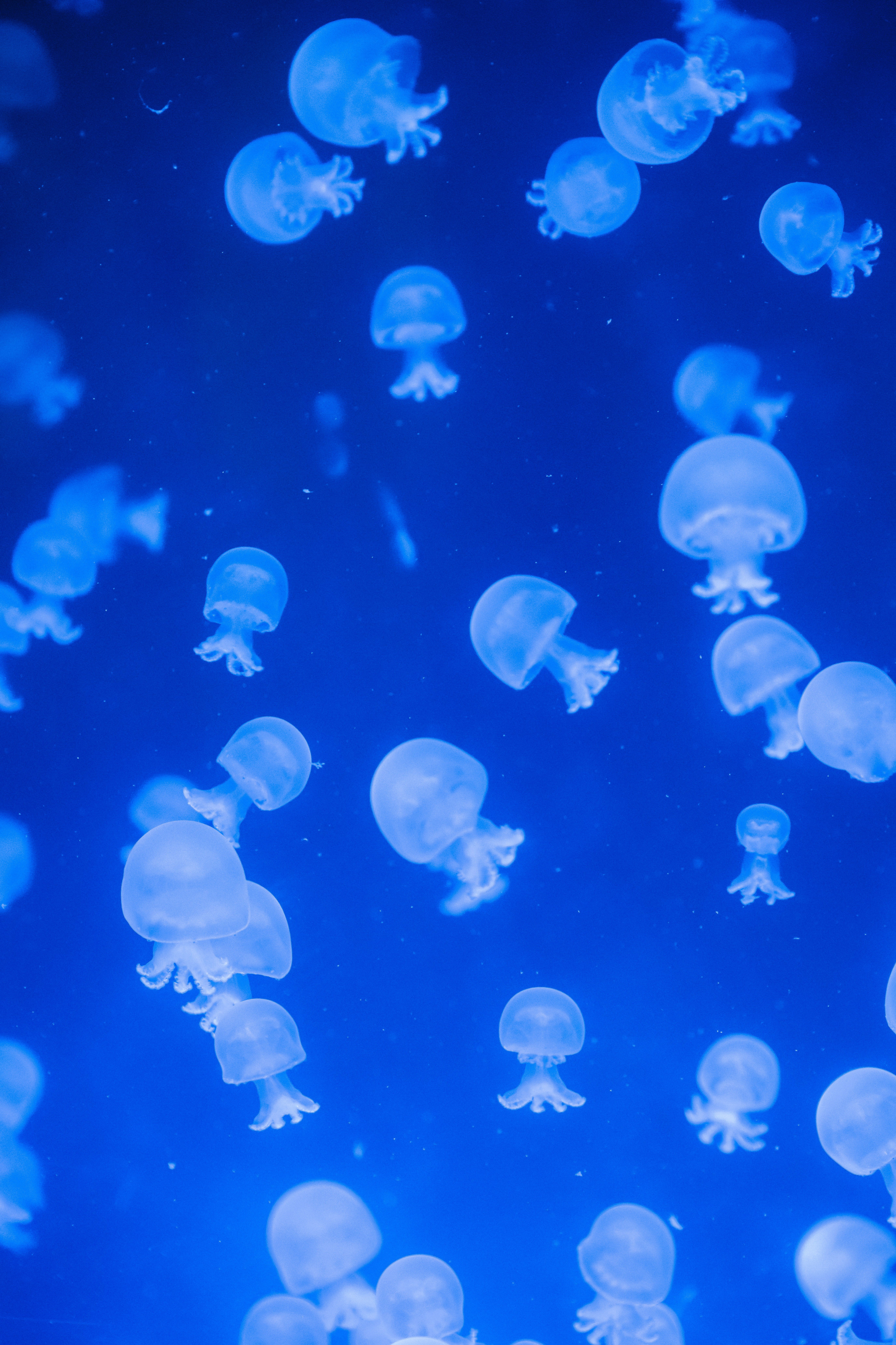 Blue Abyss: Tiny Medusae Drift in an Ocean of Light