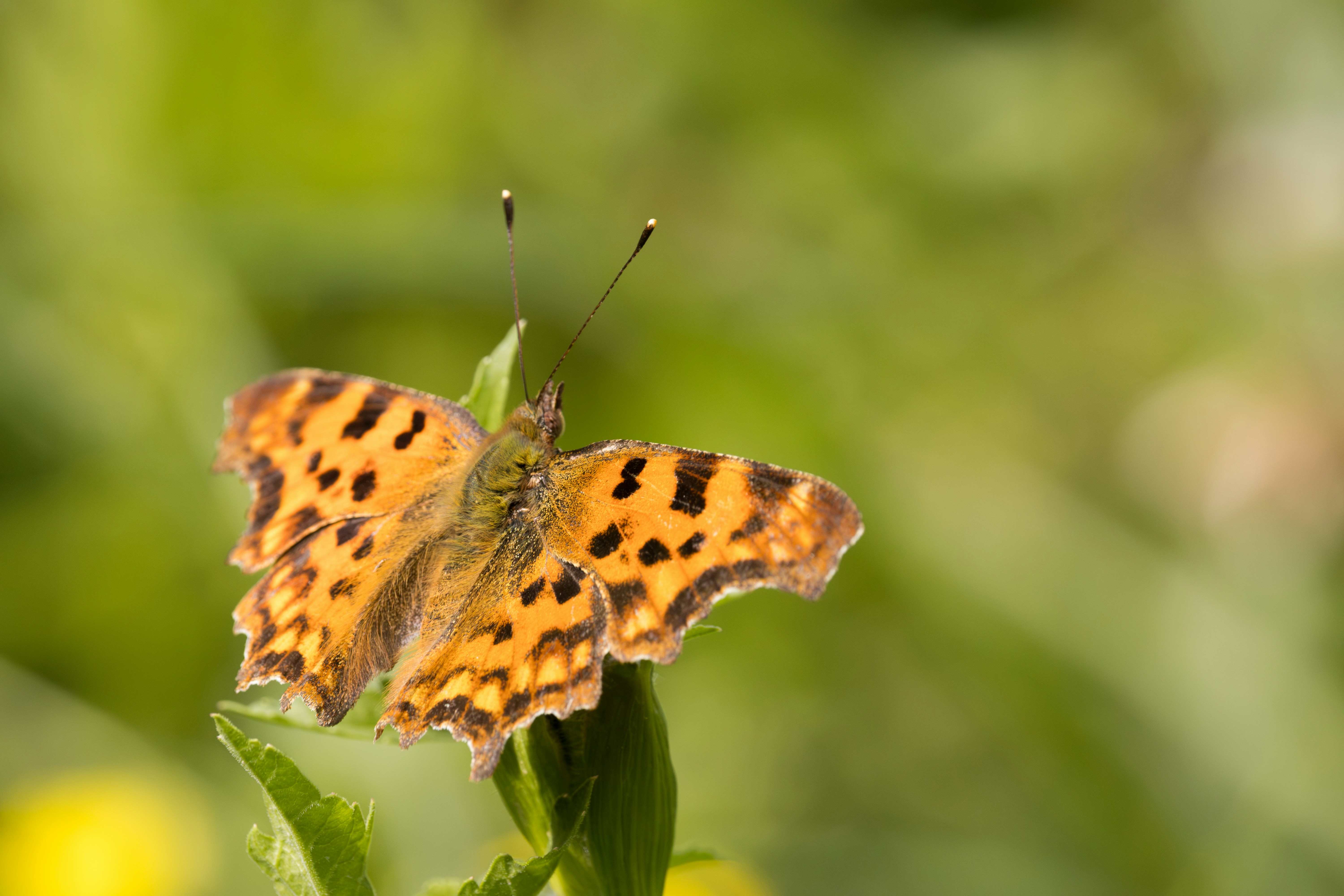 Butterfly in a Sunlit Meadow: Orange and Black in Focus