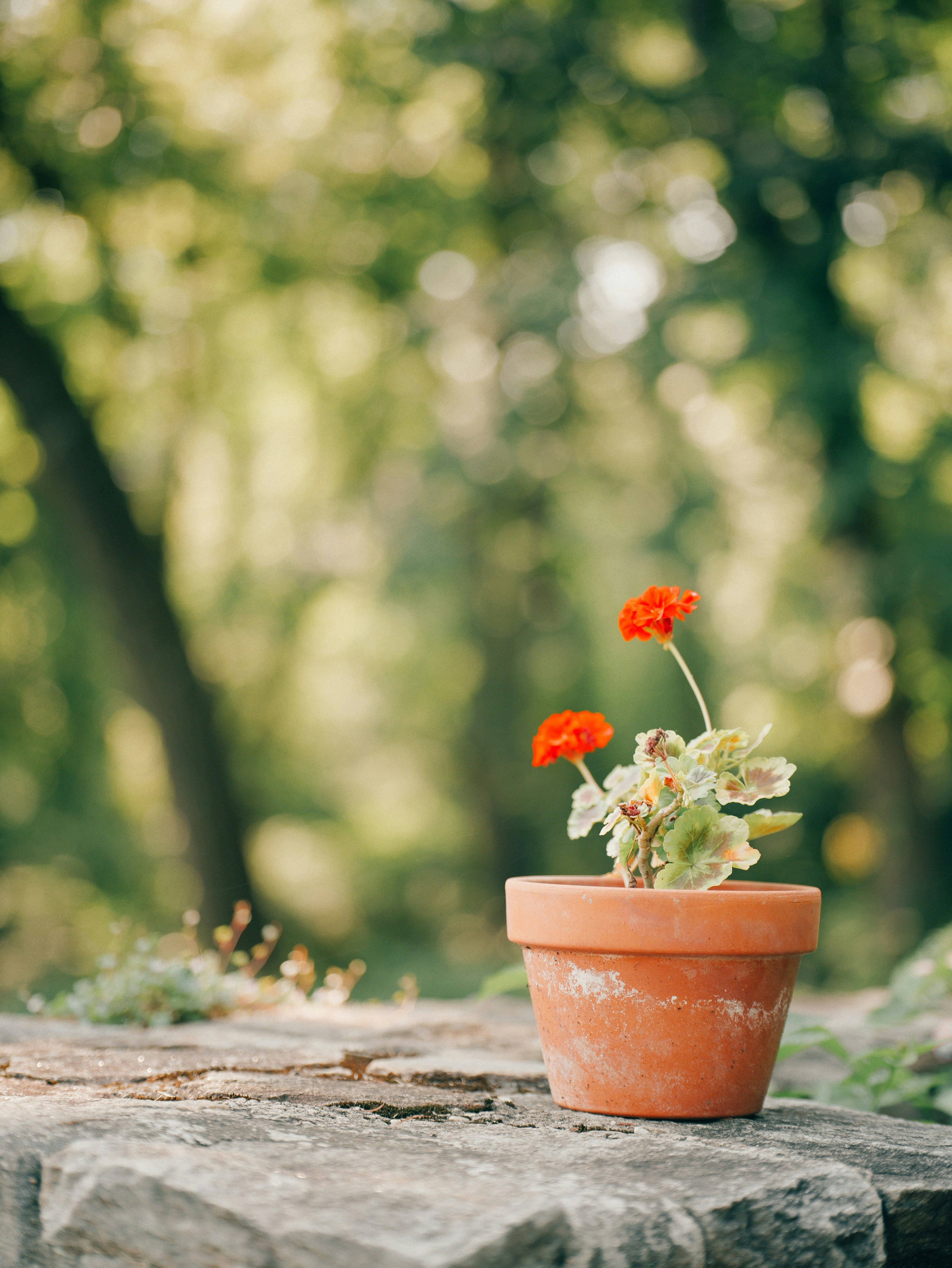Terracotta Pot, Bright Orange Blooms, Quiet Forest Light
