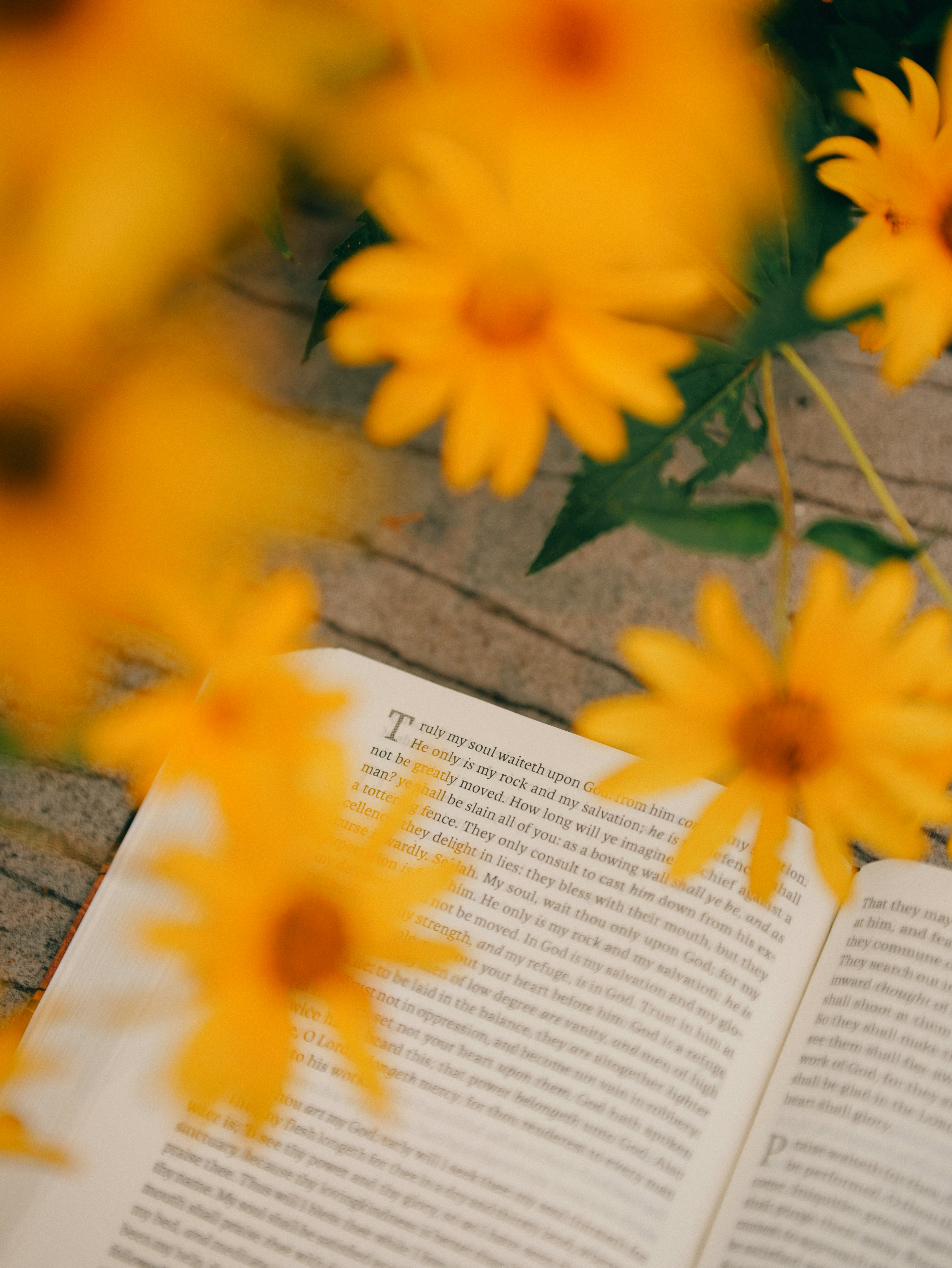 Sunlit Yellow Blooms Hovering Over Open Pages
