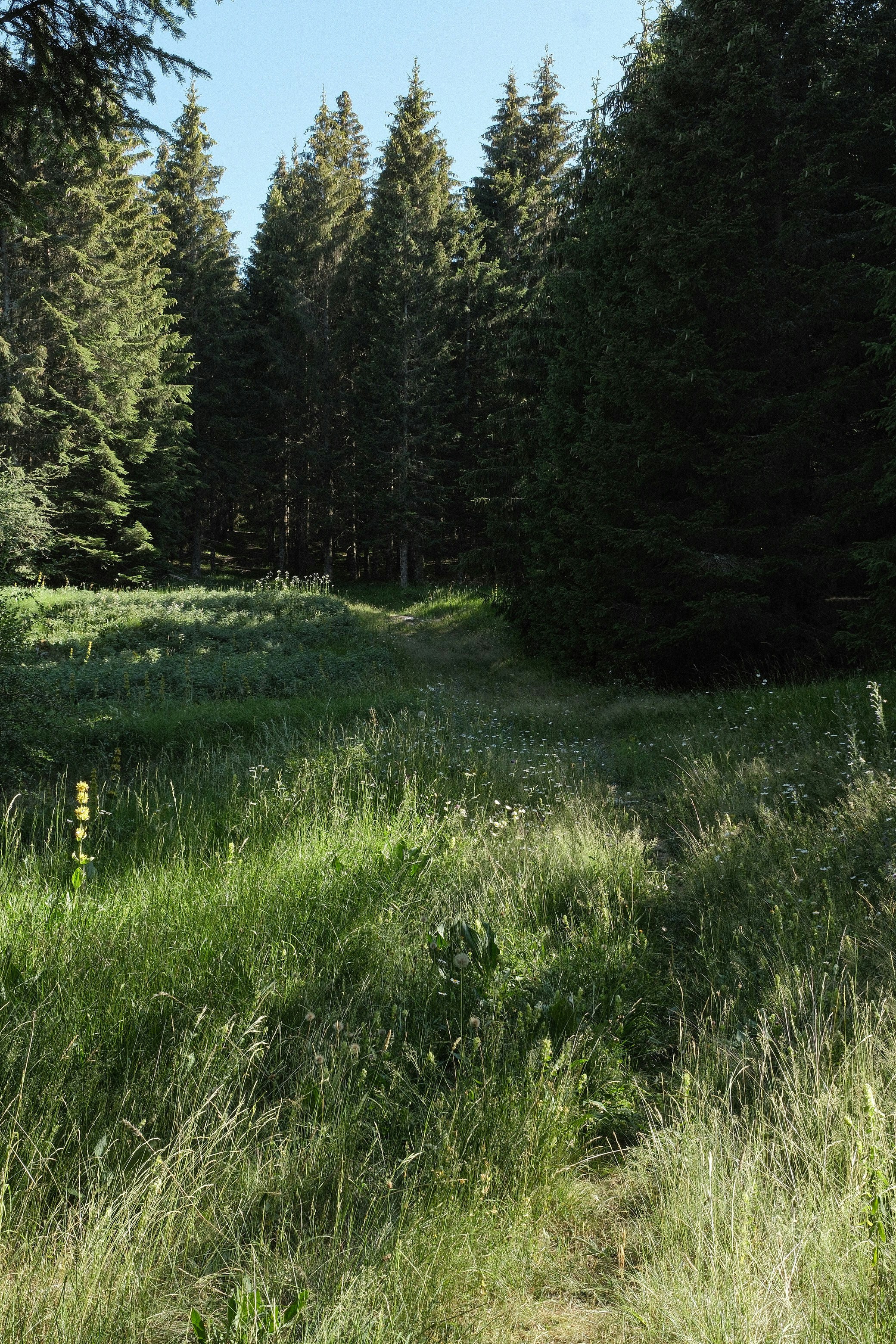 Sunlit Forest Path into Shadowed Pines