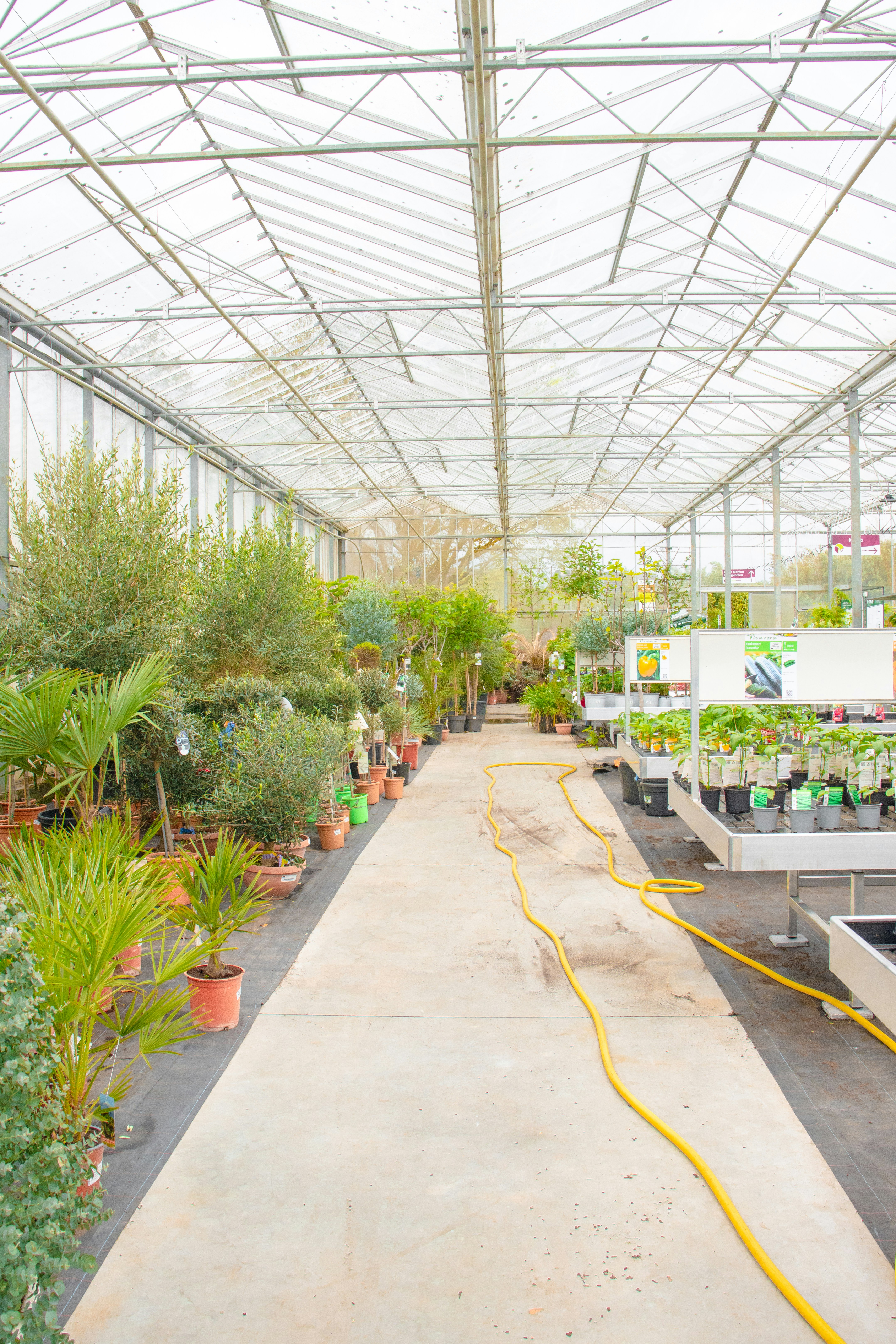 Aominent Aisle: Sunlit Central Path Through a Verdant Greenhouse