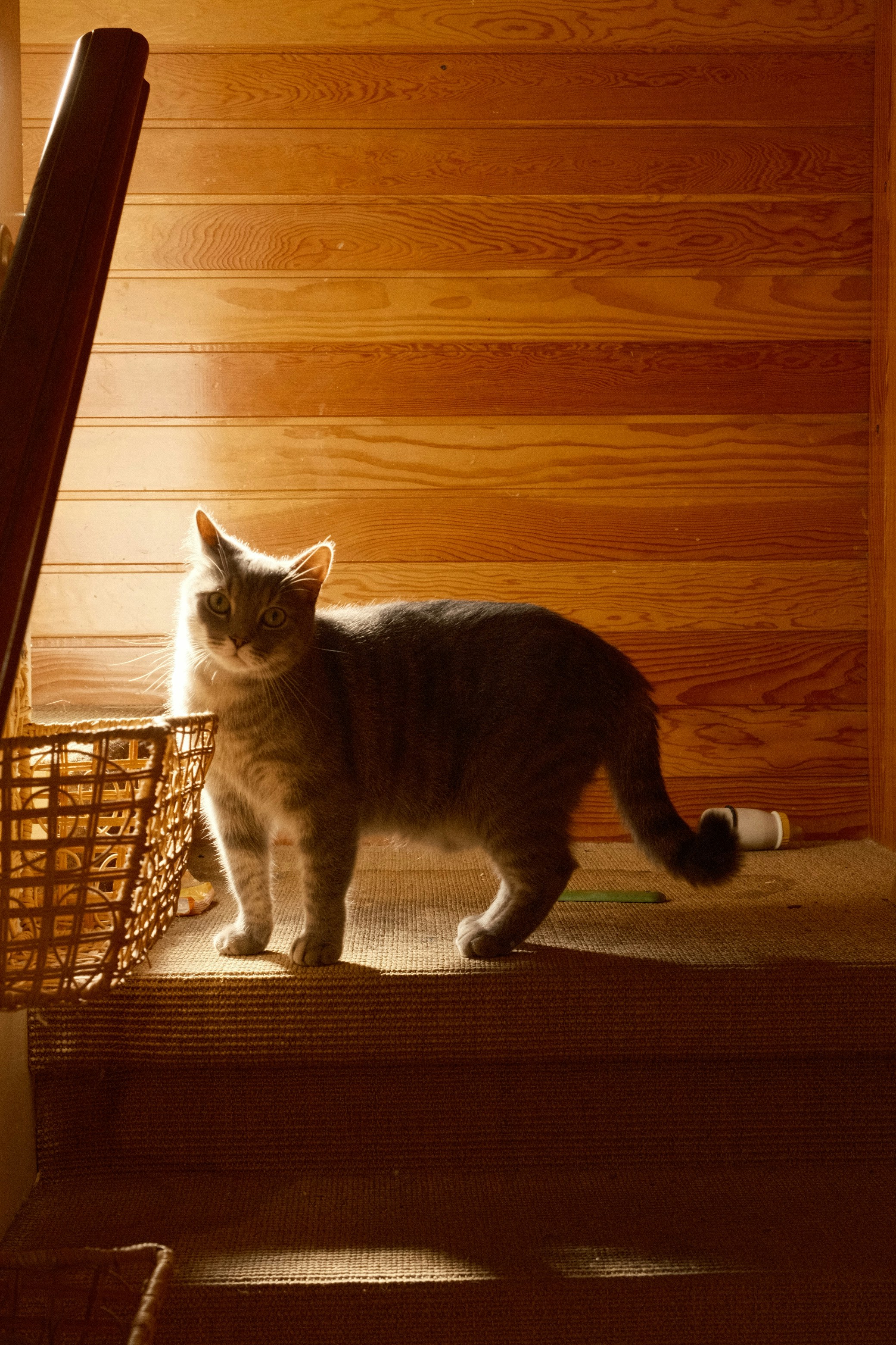 Golden Glow: a curious cat on a sunlit stair
