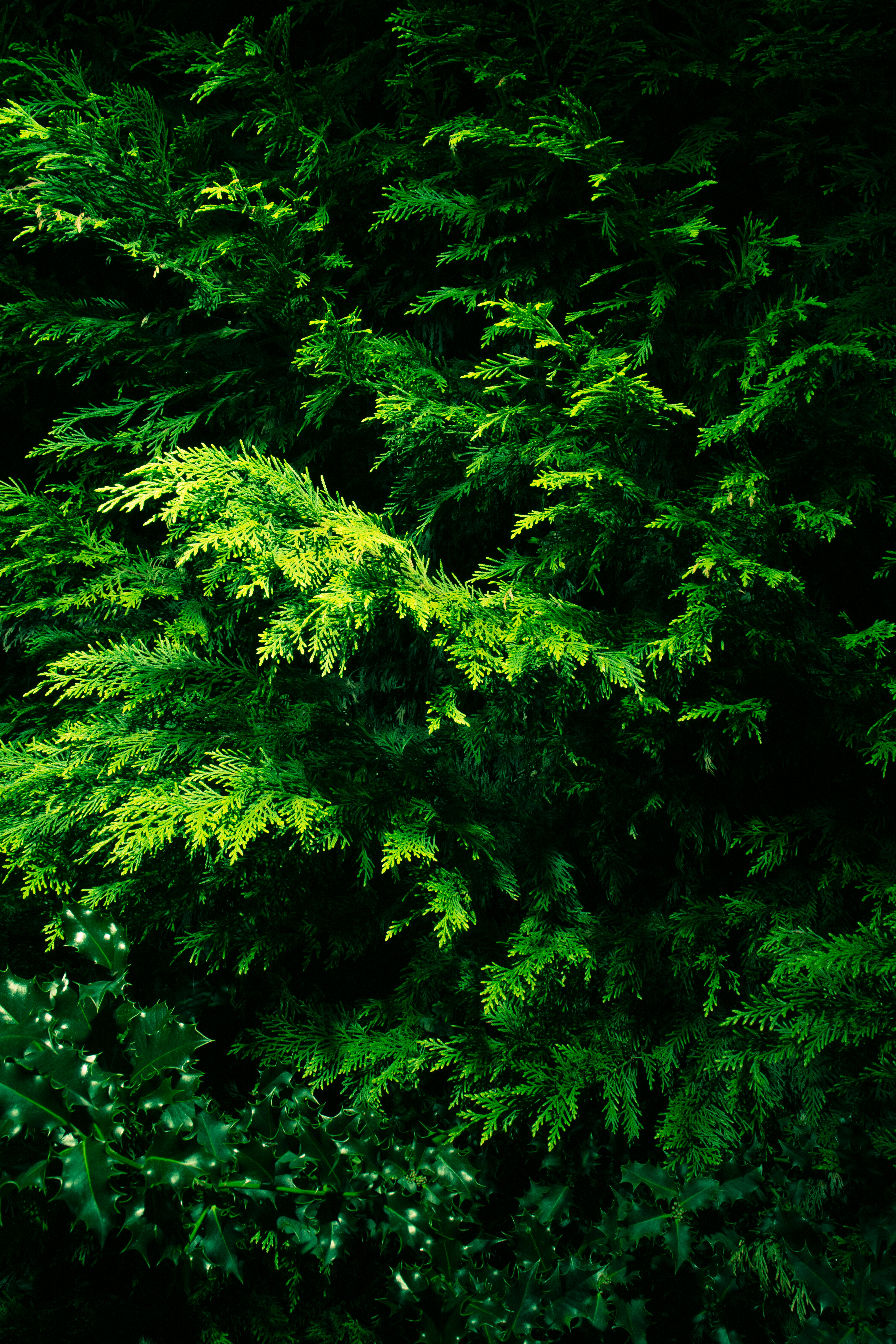 Verdant Convergence: Bright Sprigs Among Deep Green Foliage