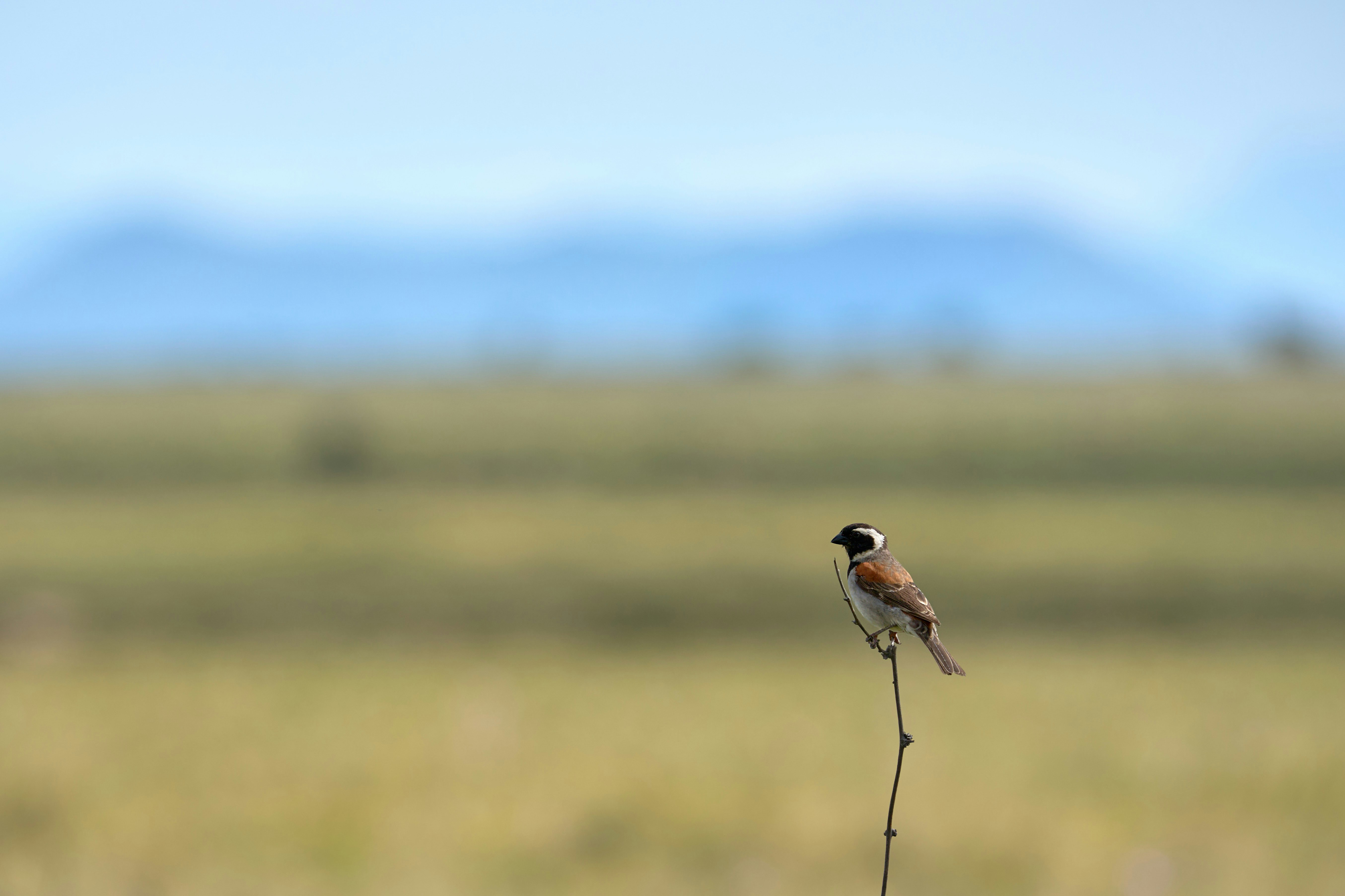 Thread on a Wire: A Lone Bird Perches in a Vast Prairie