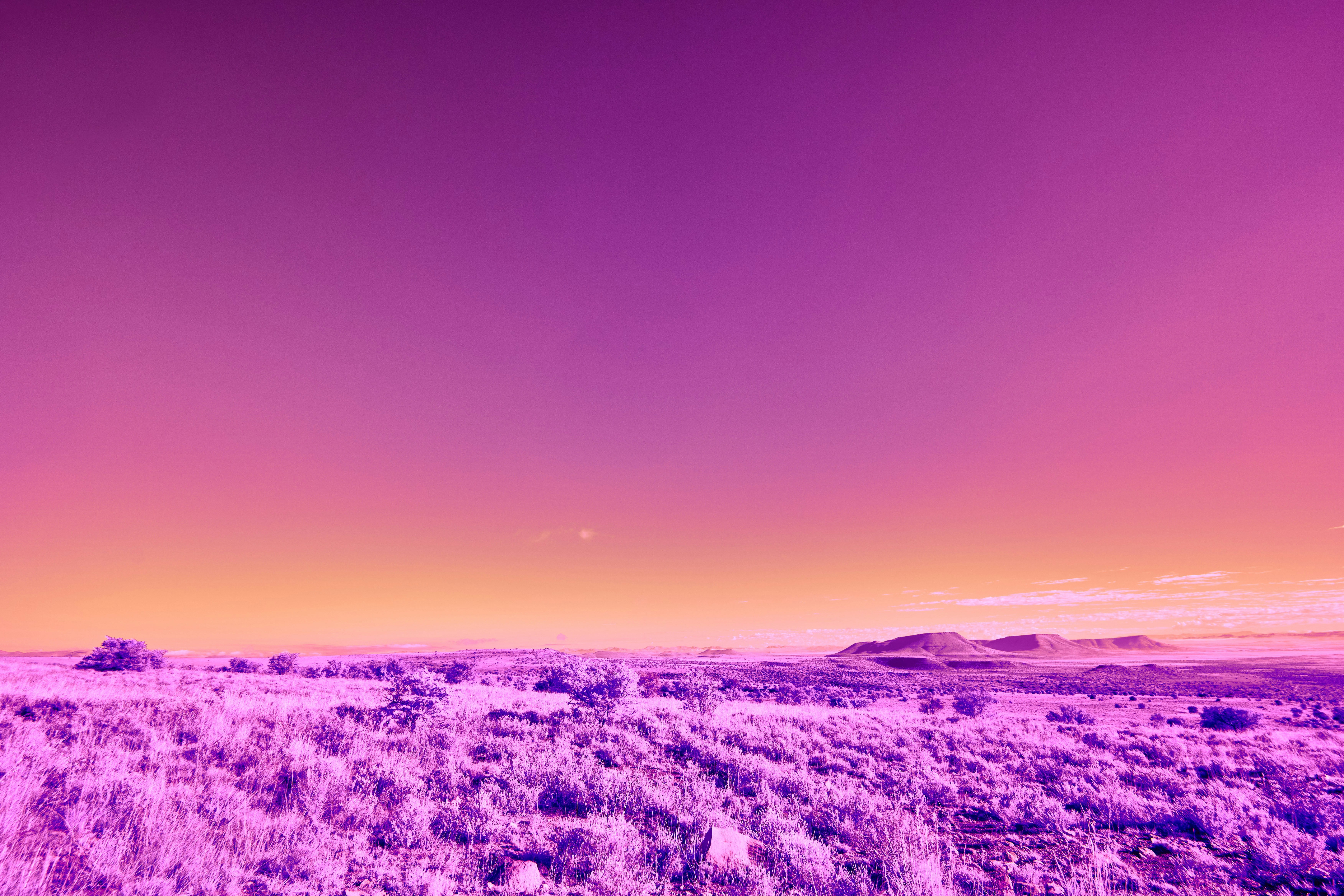 Desert Horizon Afield: Violet Sunset Over Quiet Plains