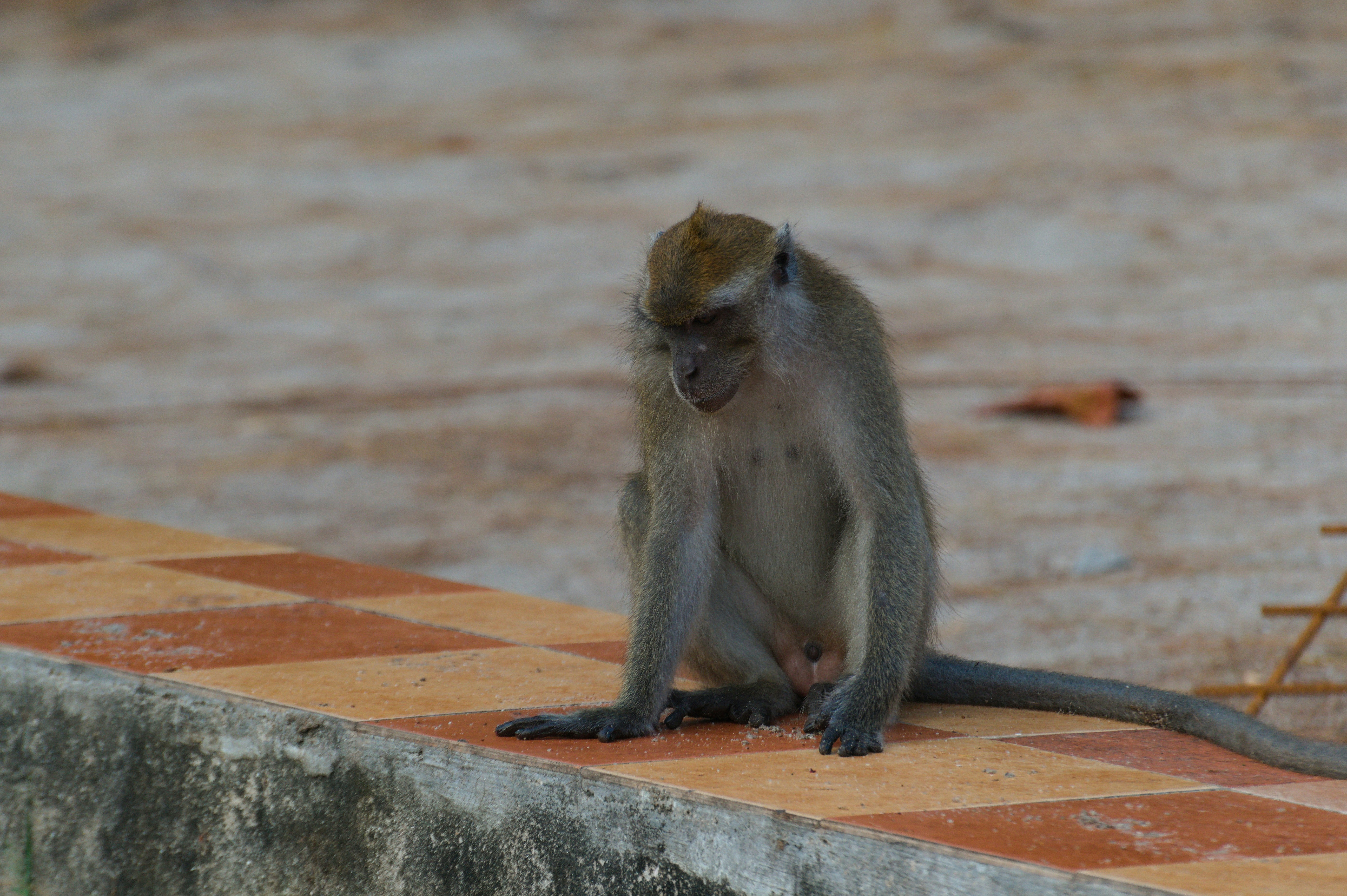 Monkeys on a checkered ledge: a curious moment in the warm courtyard