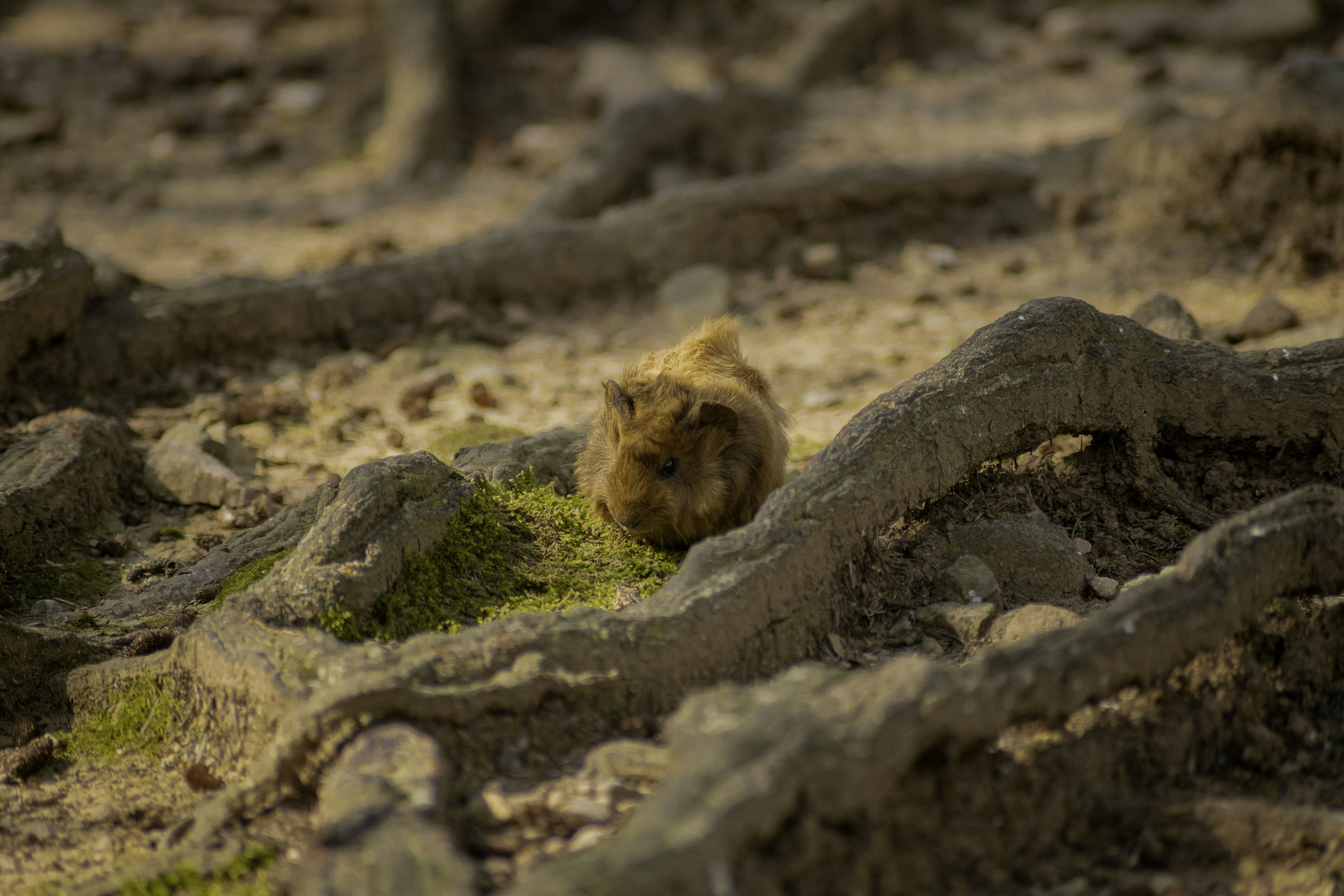 Tiny Guardian of the Roots