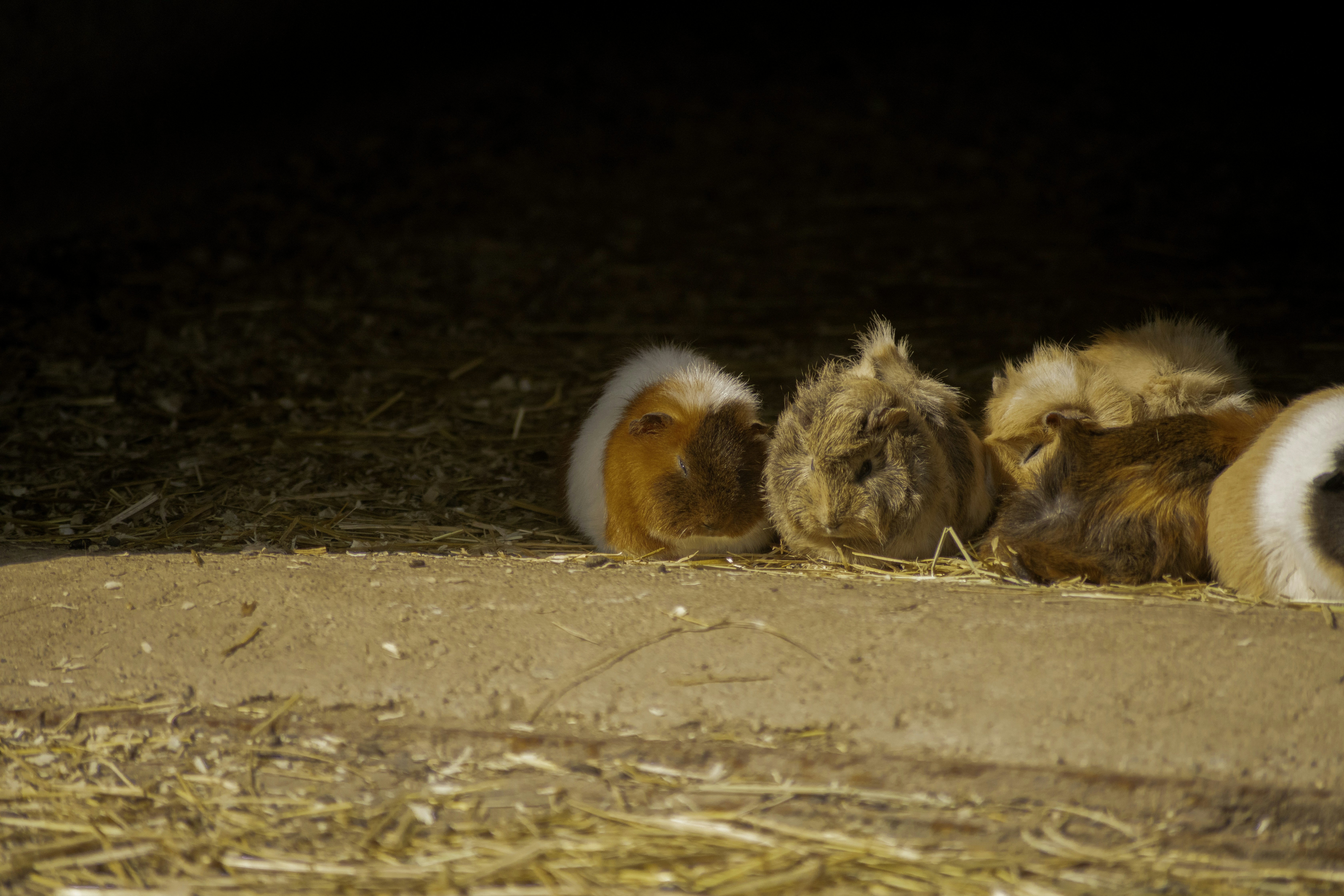 Dawn of the Dormant Flock: A Quiet Corner of the Barn