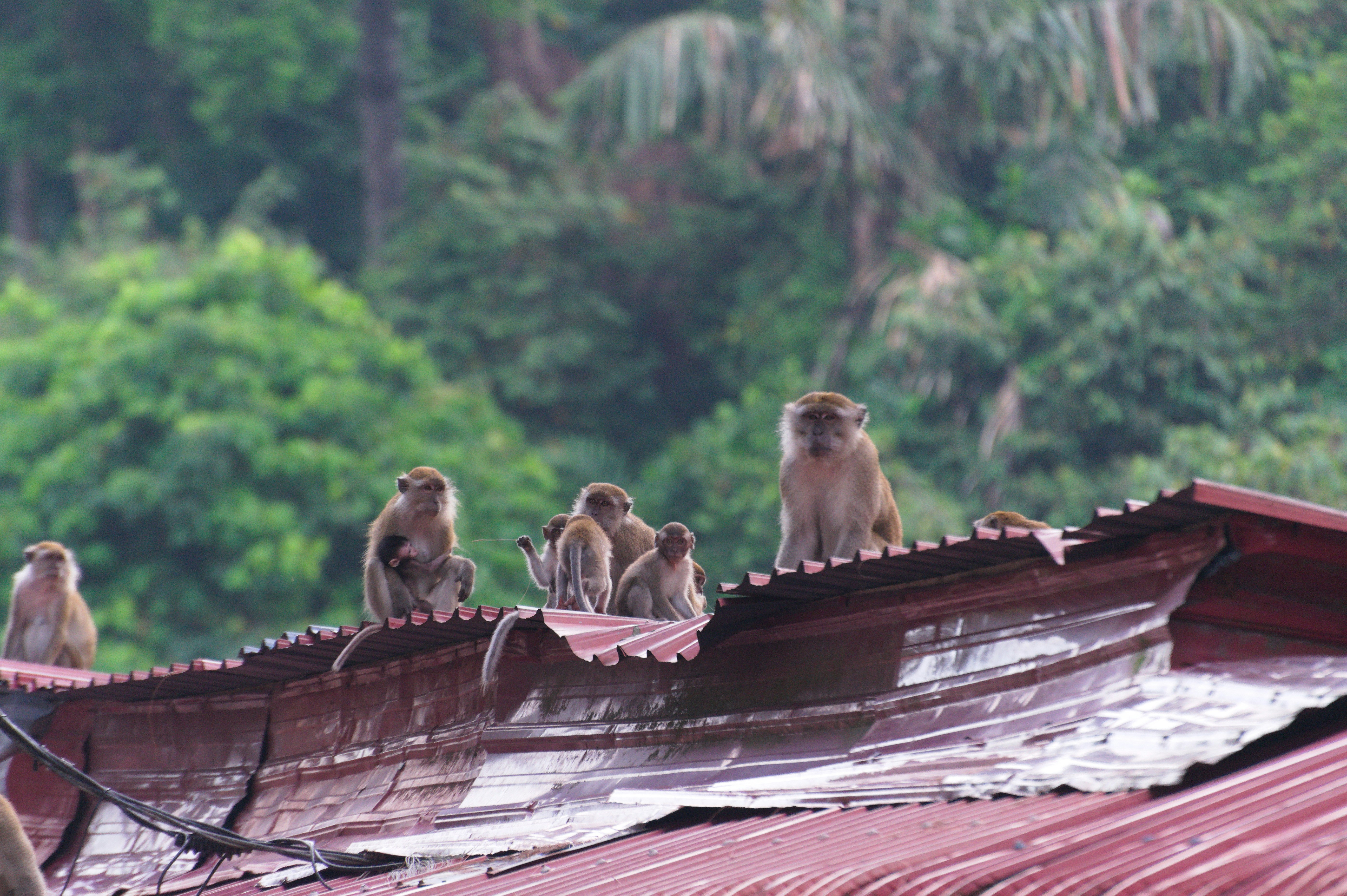 Primates on a Corrugated Rooftop