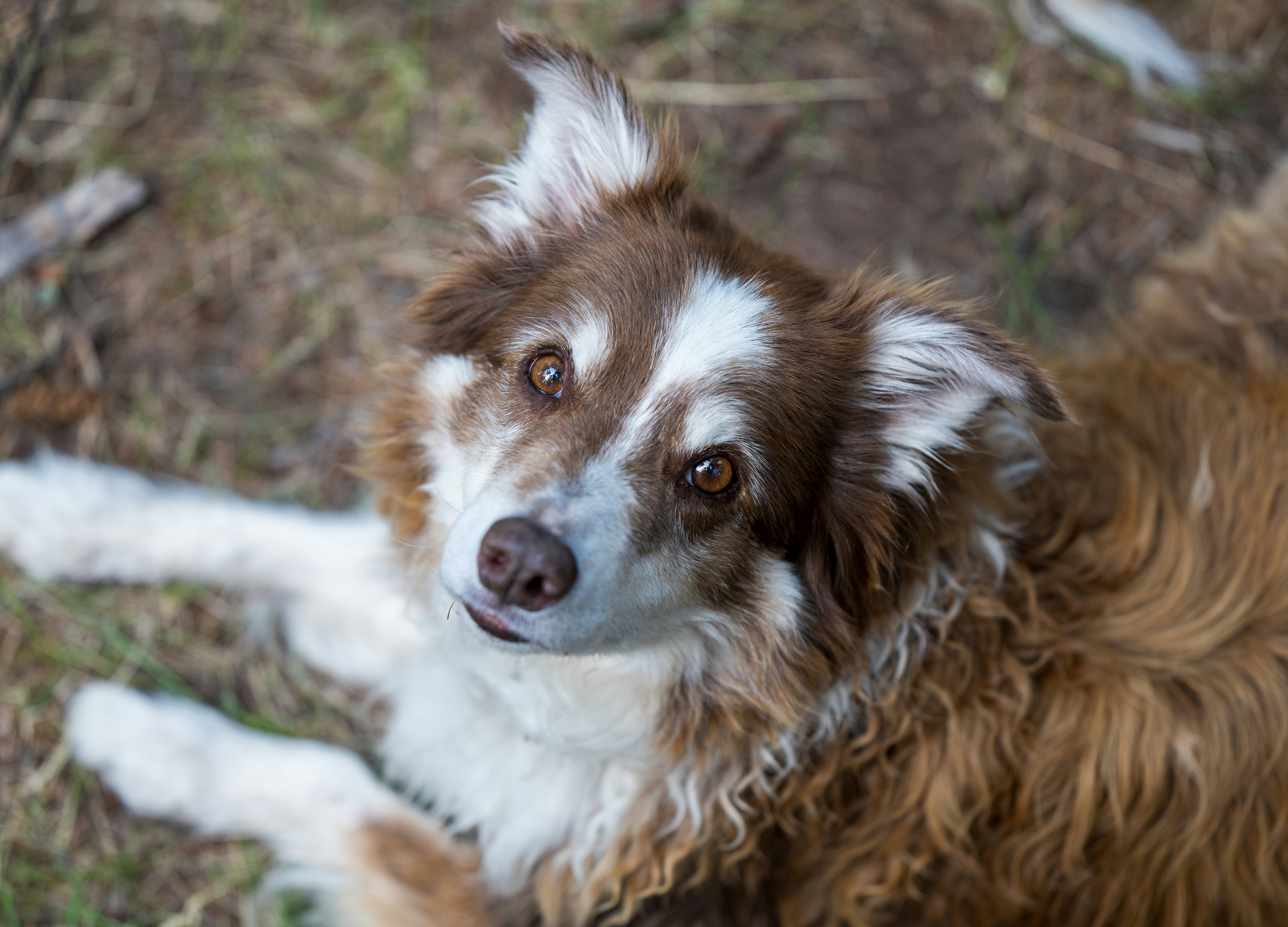 Whiskered Gaze: The Brown-White Border Collie Affectionately Sits in the Dappled Light