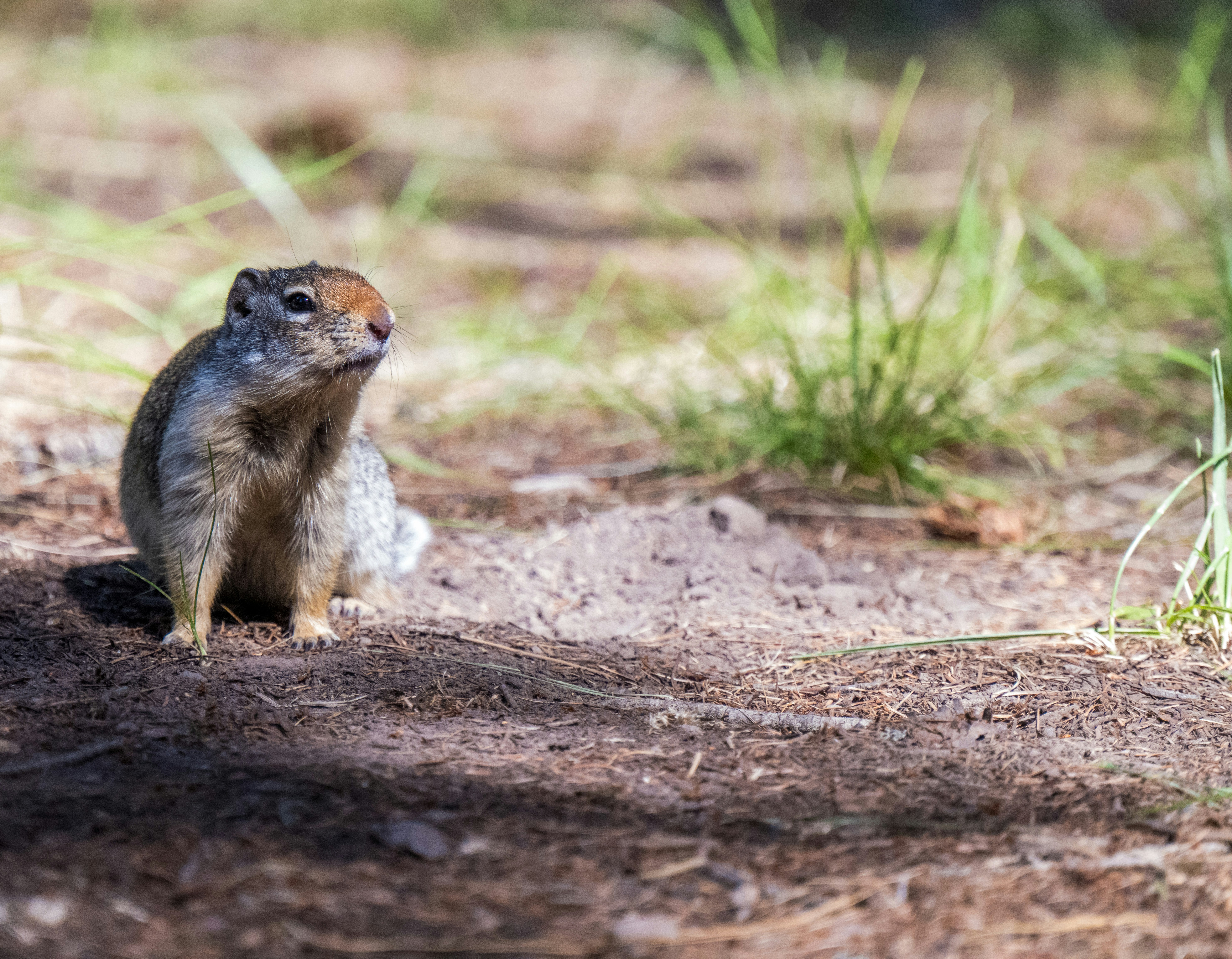 Ground-Level Sentry: A Chipmunk Pauses in Dappled Shade
