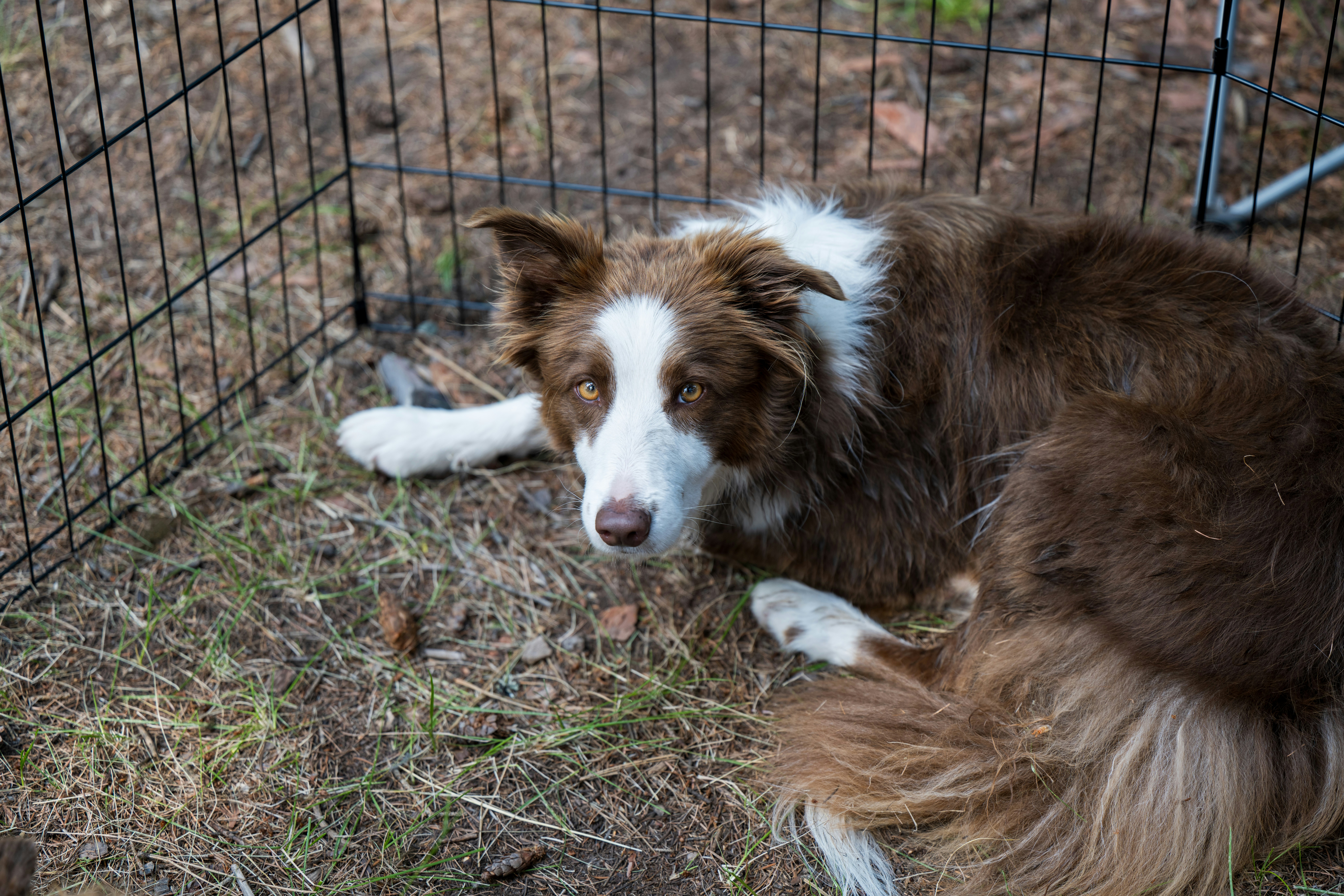Brown-and-white dog lies inside a wire pen on a forest floor, head turned toward the camera with a calm gaze. This candid shot captures the animal's expression and textured fur.