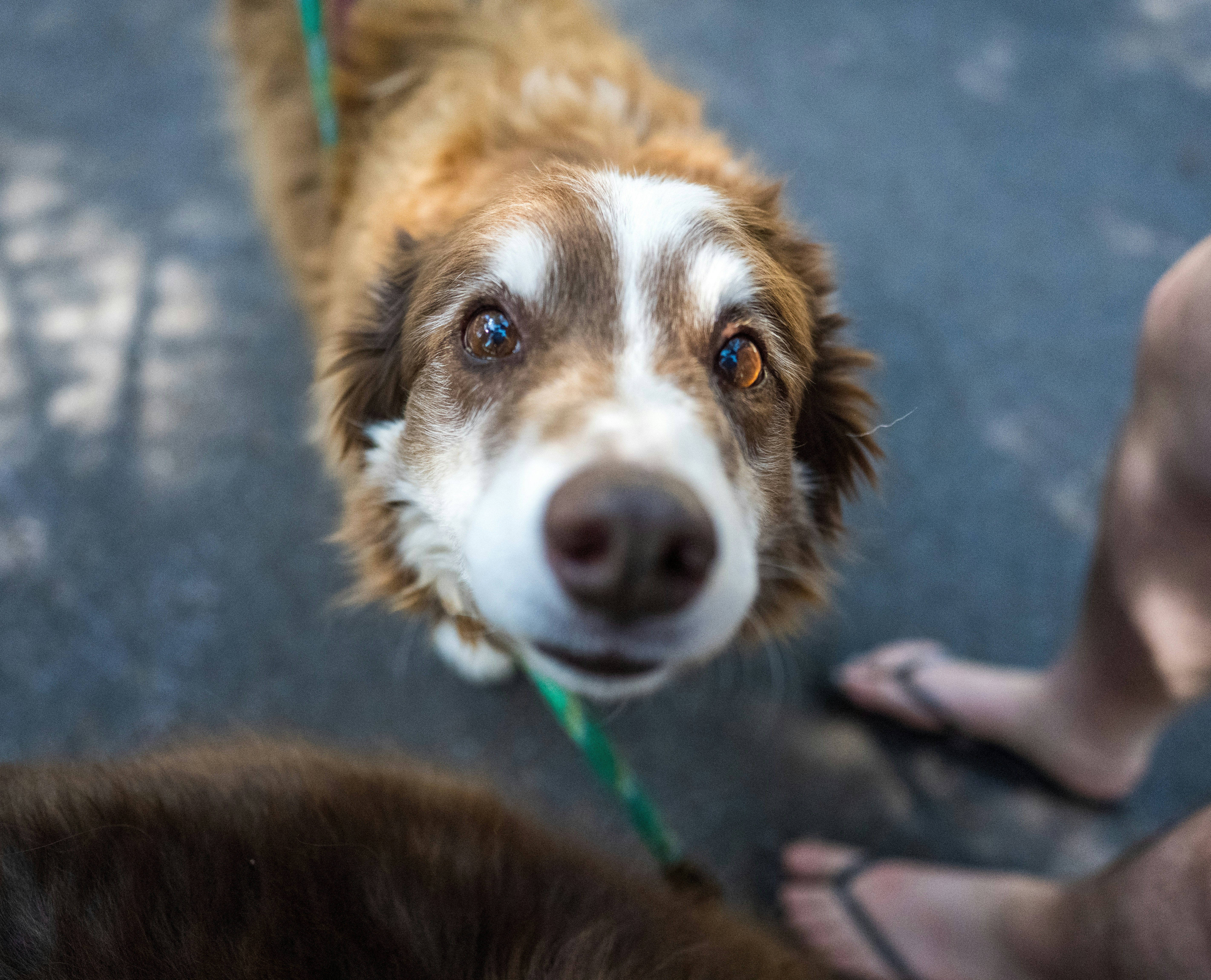 Curious Dogleaning Down for a Ground-Level Look