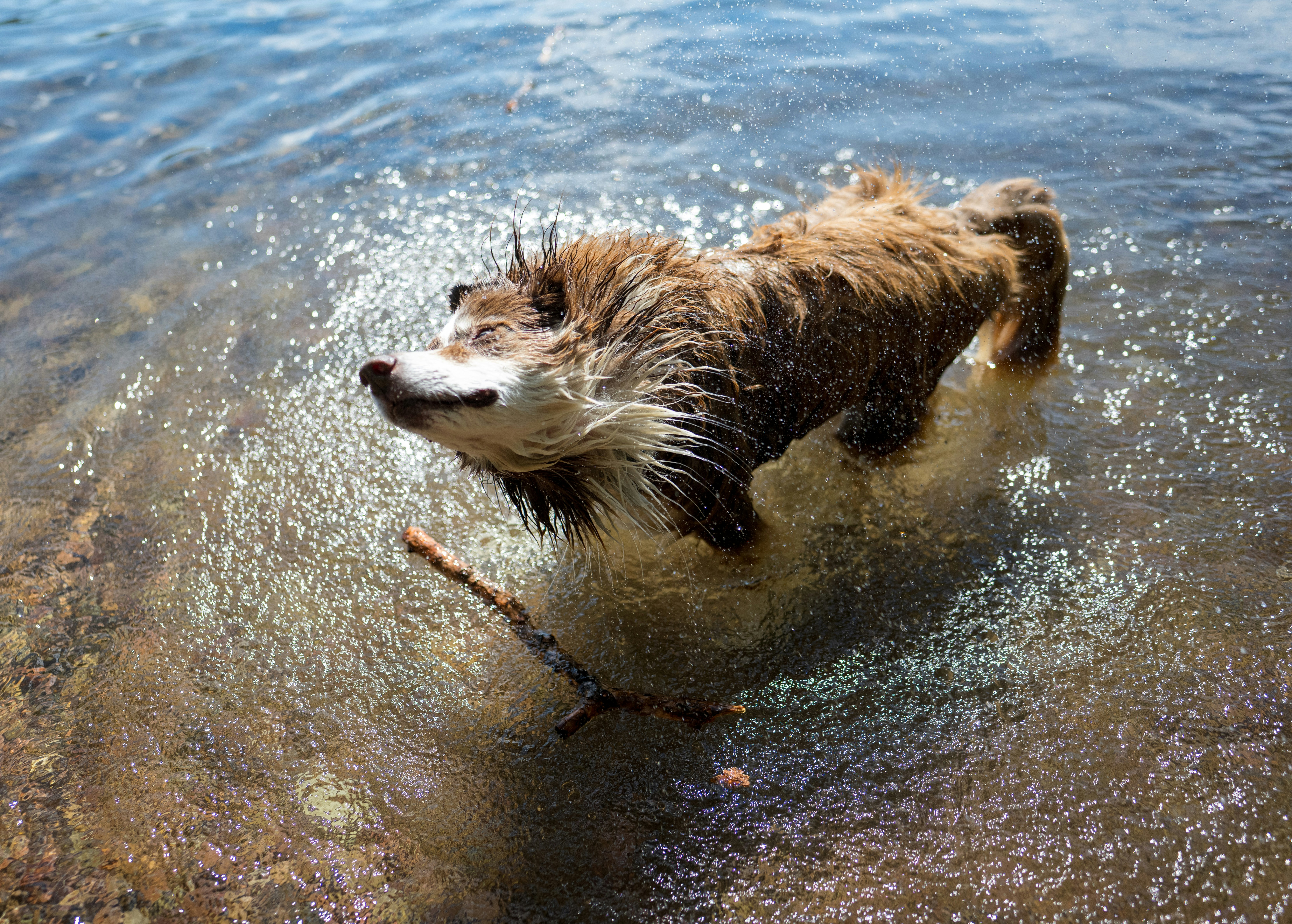 Brown dog splashes through shallow water toward the shore, waves spraying around as it moves with its head turned slightly to the side. This is a candid action shot, captured as a dog enjoys a day at the beach.