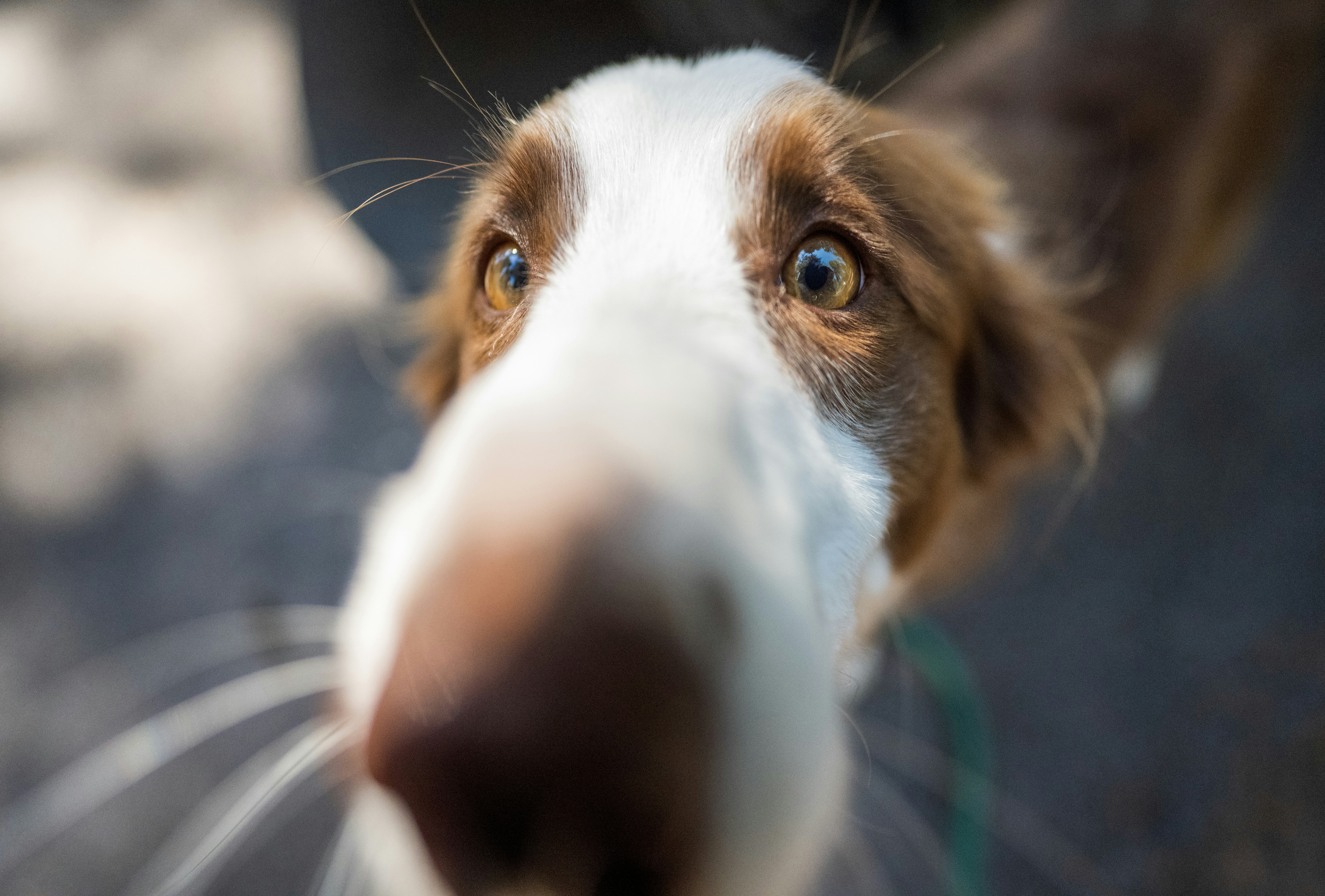 Close-Up Whimsy: A Nose-First Glimpse into Curious Eyes