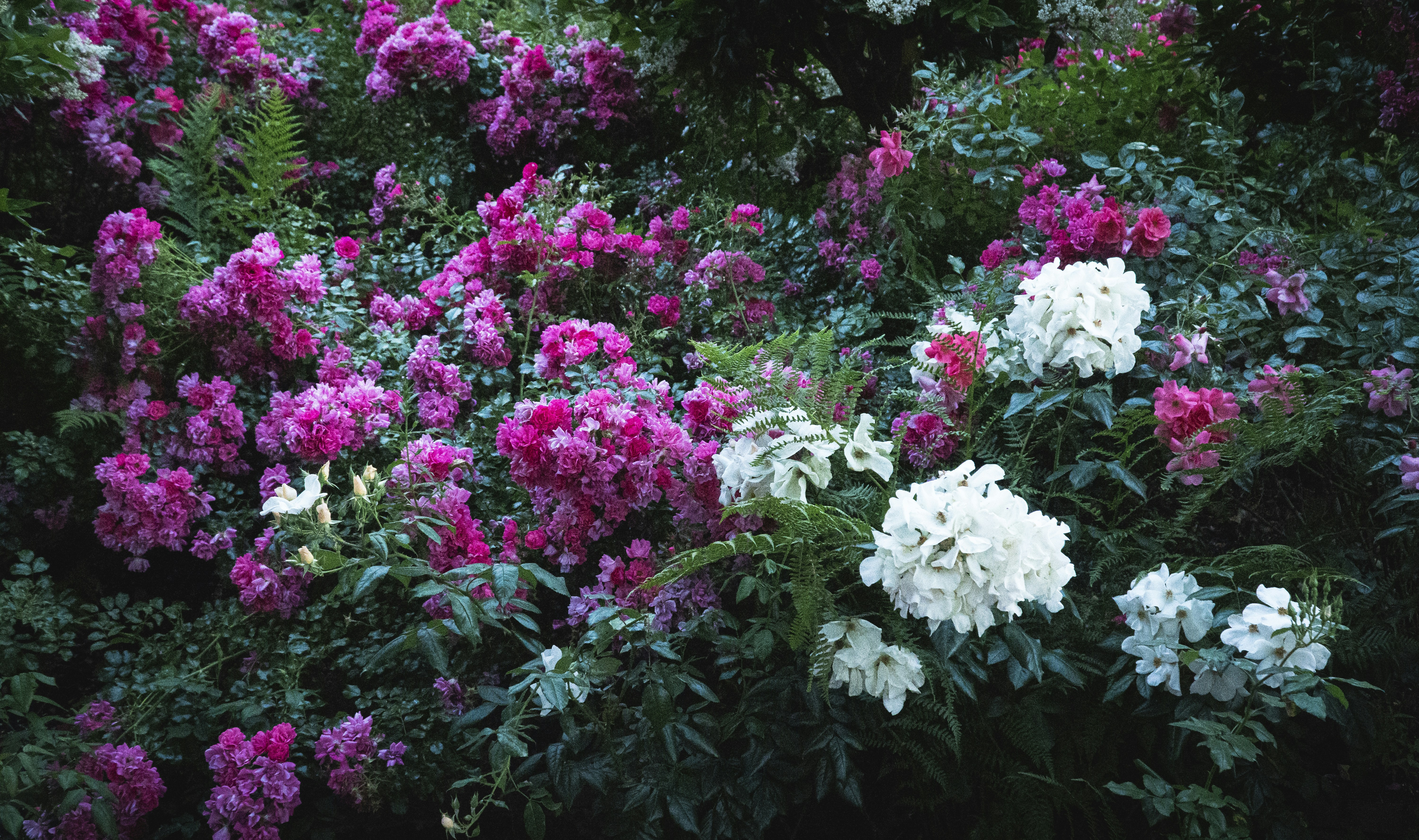 Vivid Hydrangea Bed in Bloom: Hot Pink Ruffles Meet Icy White Clusters