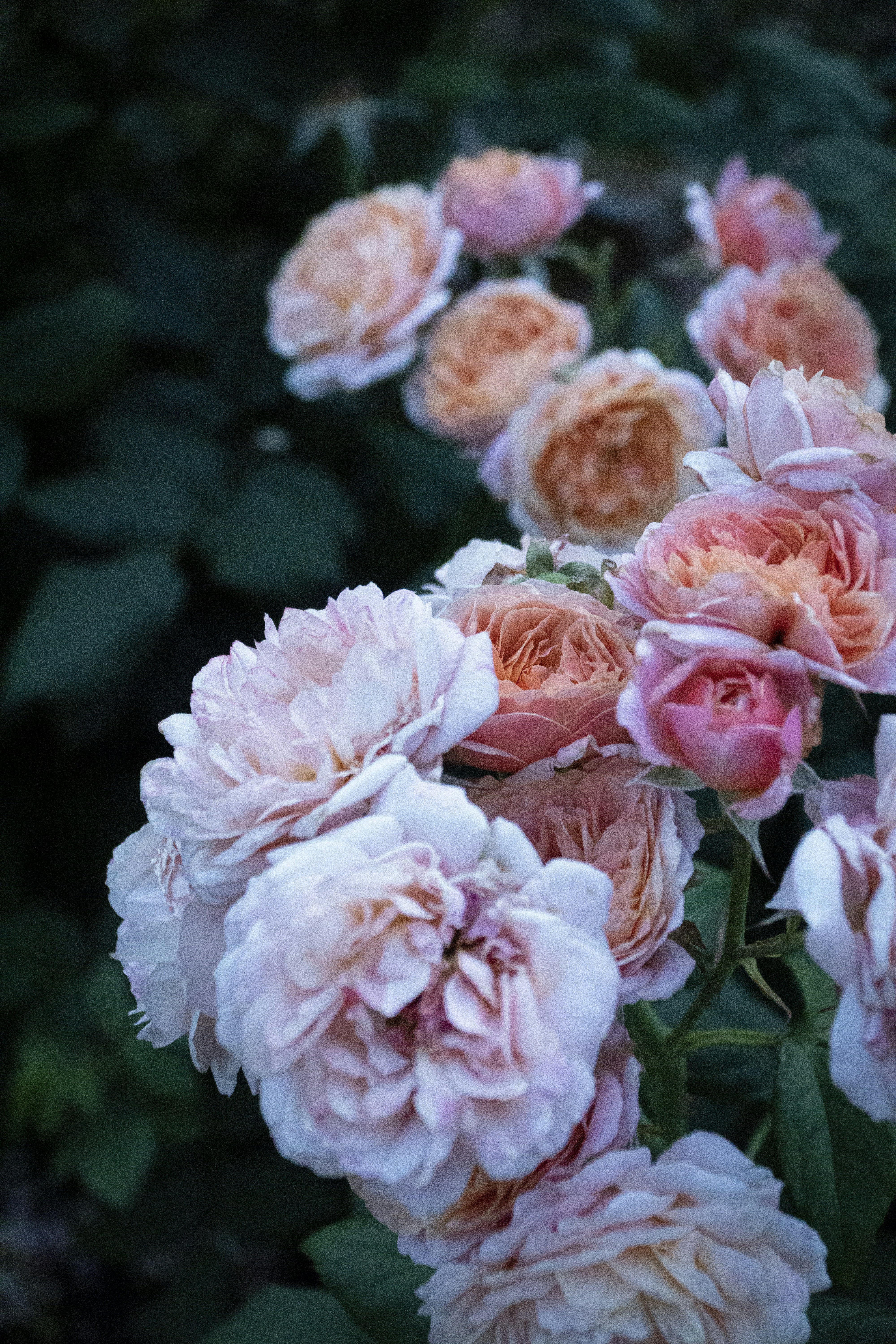 Petal Cascade: blush roses spilling from the dark garden
