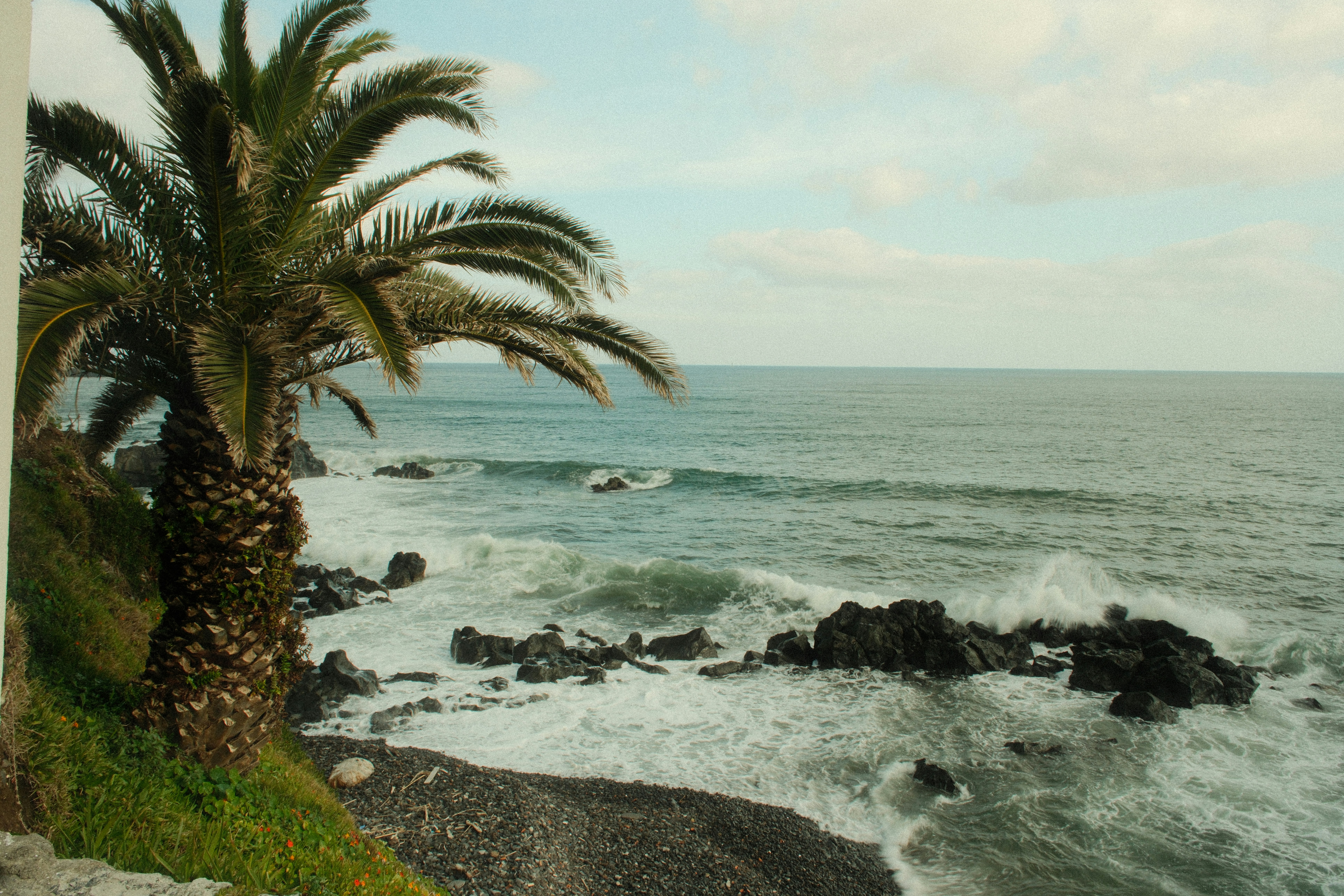 Palm on the Clifftop with Sea Spray and Rocks