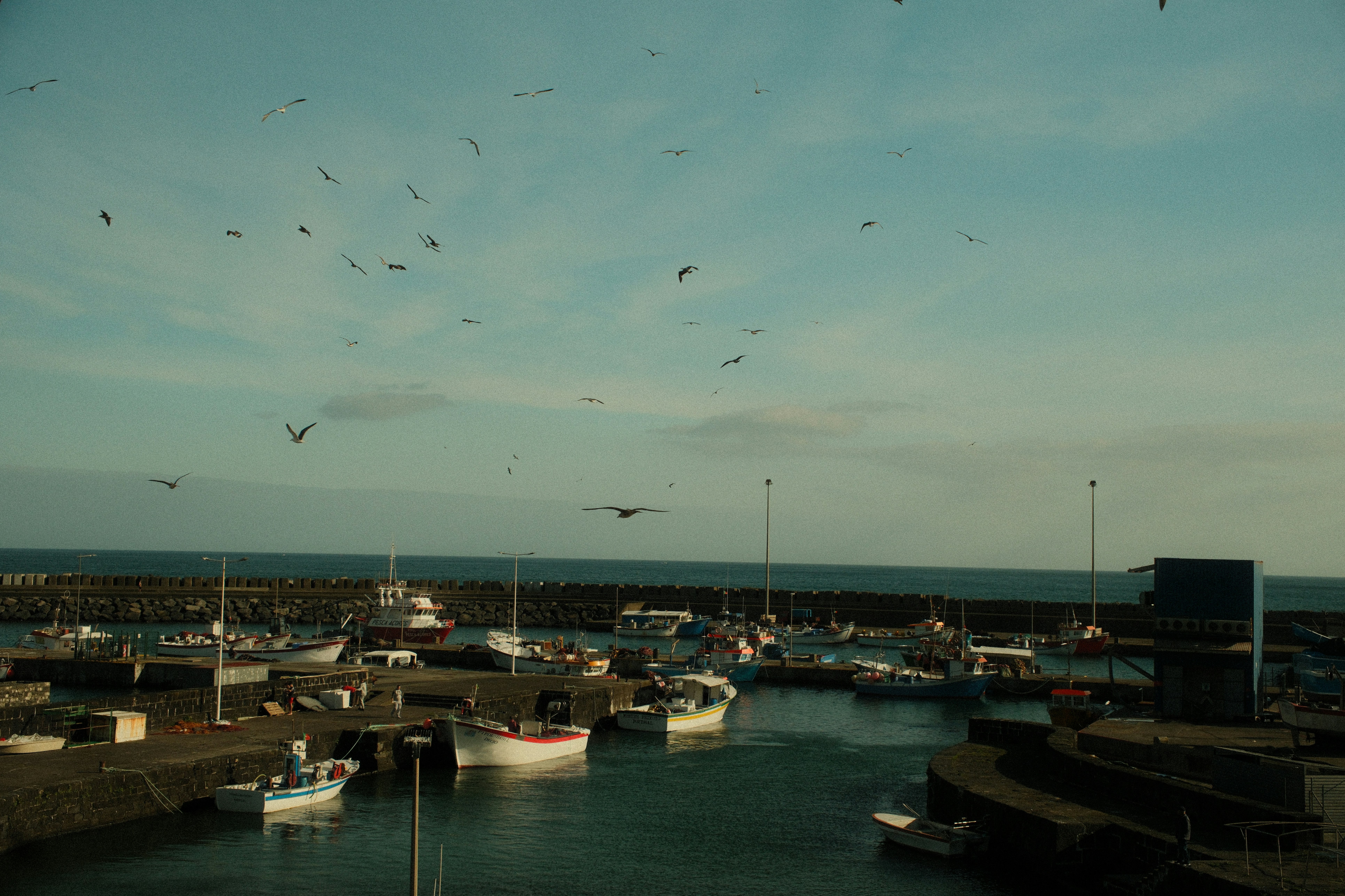 Harbor Birds Over a Quiet Dock at Dusk