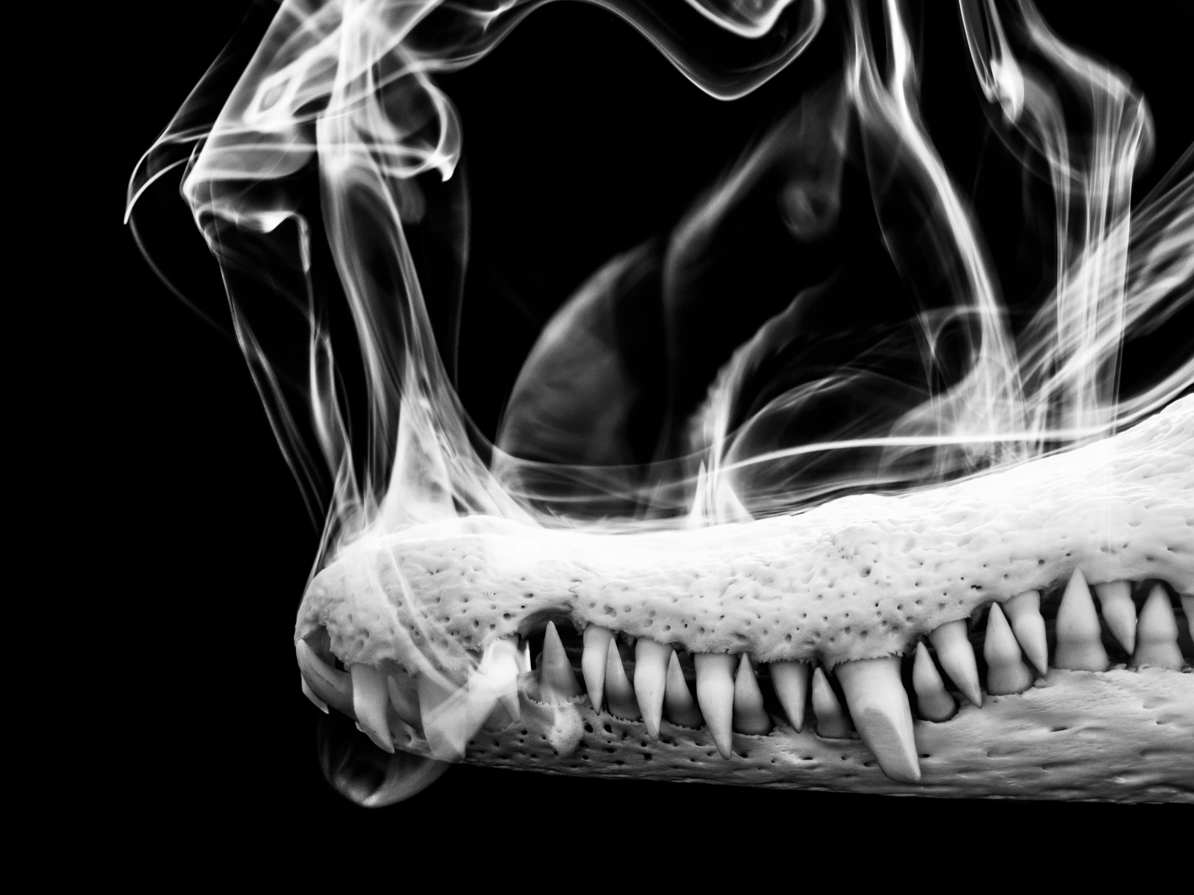 A grayscale close-up of a fossilized jaw with sharp teeth, partially shrouded in wispy smoke, creating a stark, cinematic portrait. This is a graphic, anatomical study rather than a living subject.