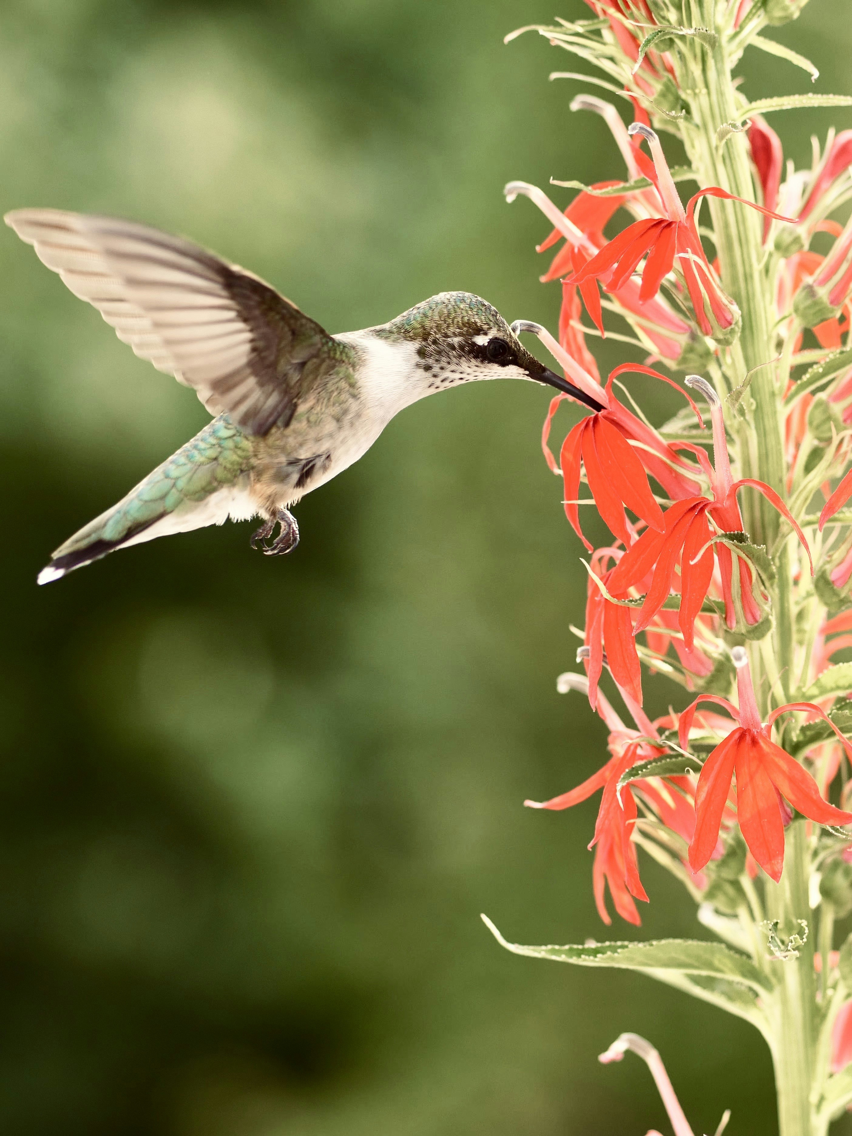 Hummingbird in Bloom: a fleeting sip beside red blooms