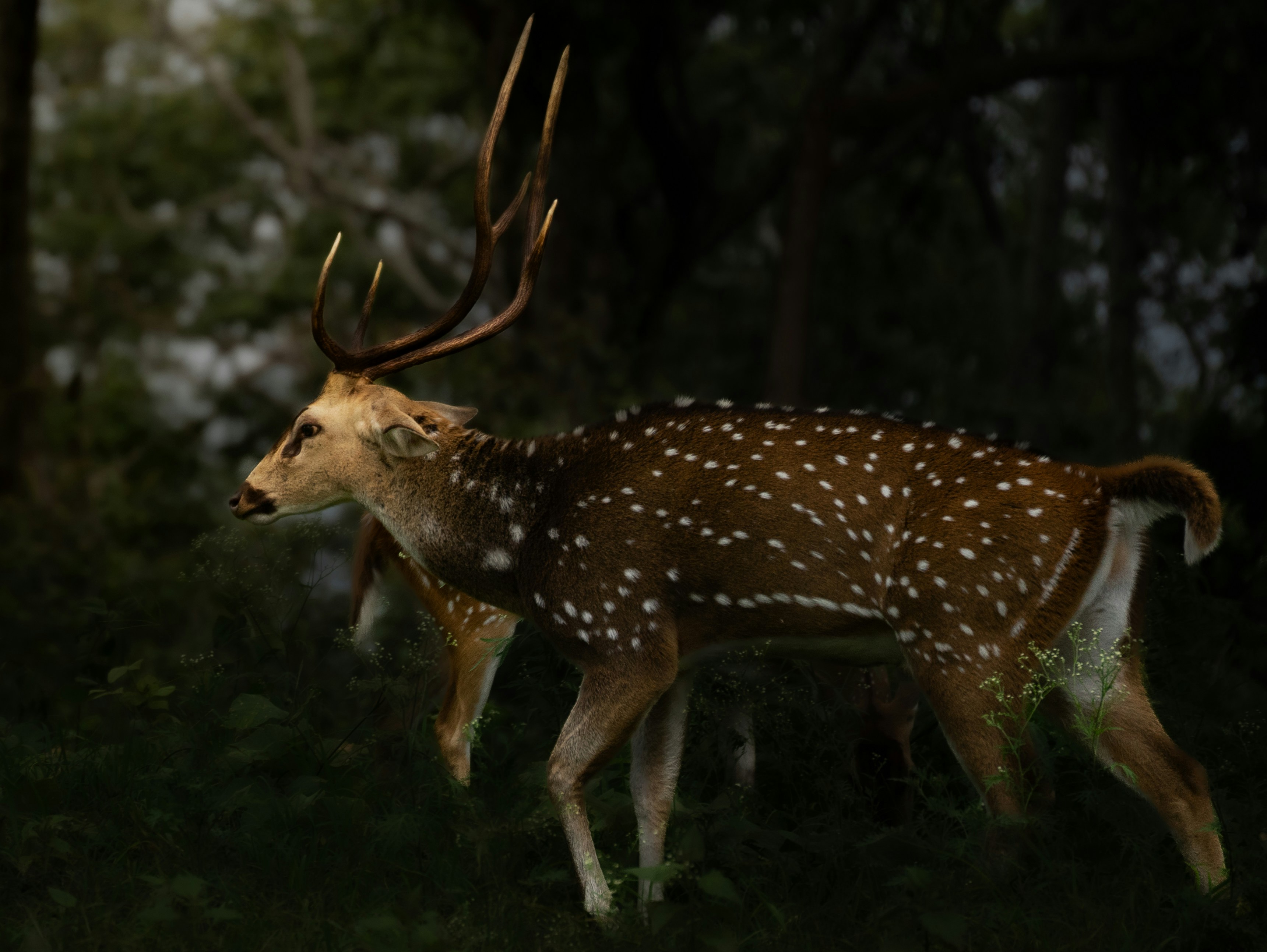 Velvet Antlers in Dappled Forest: A Noble Wanderer