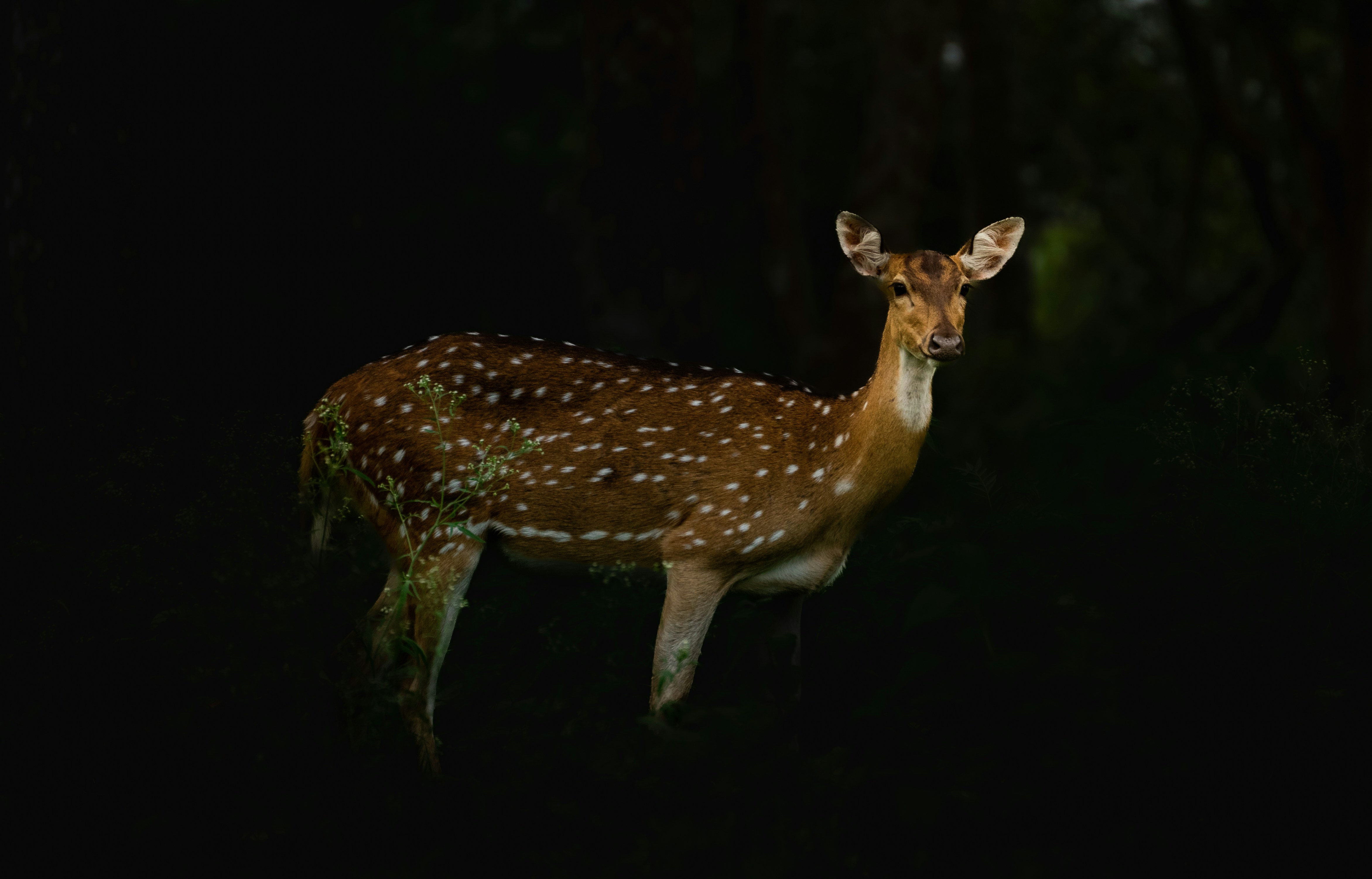 Midnight Meadow Stag: A Lone Fawn in the Shaded Clearing