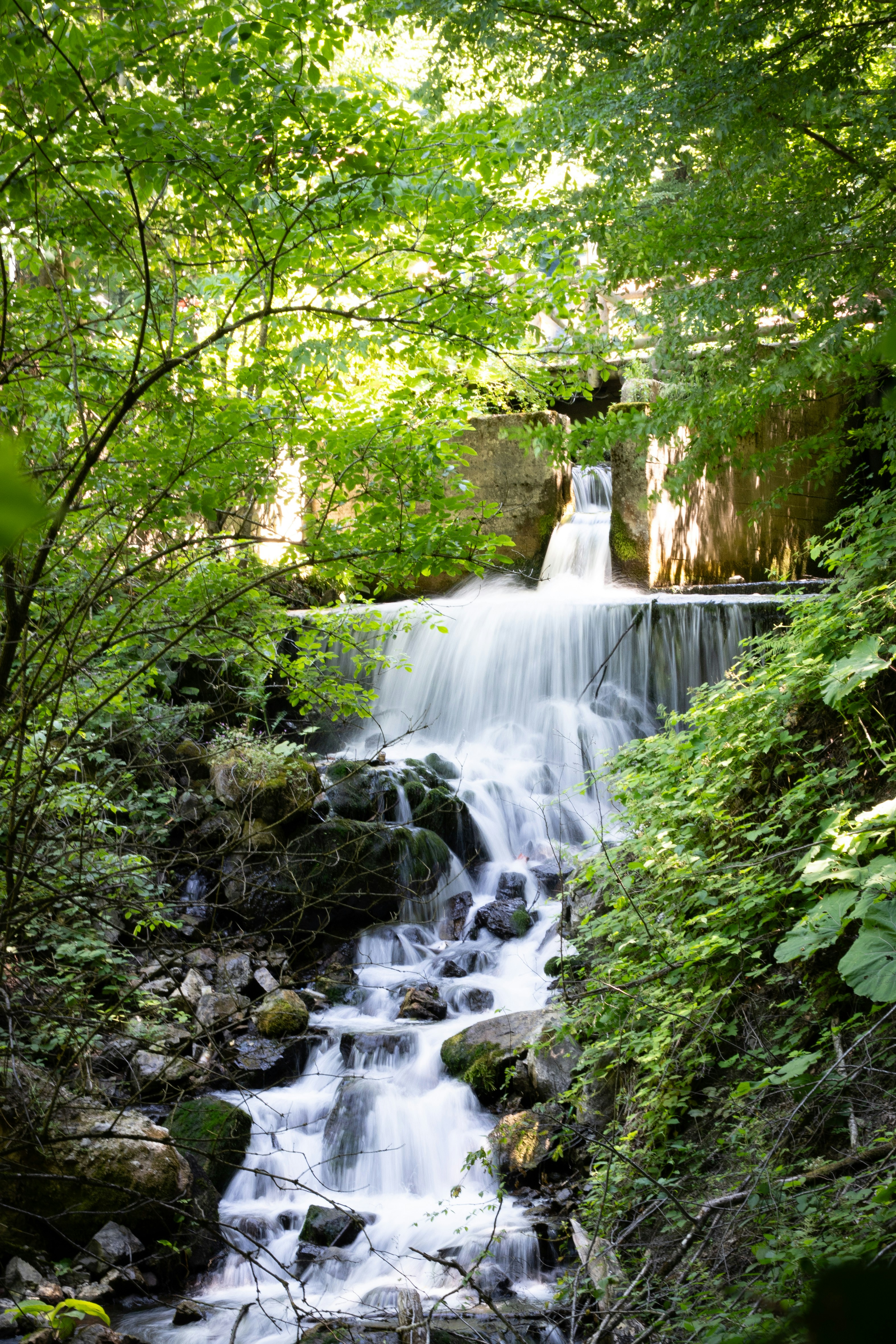Whispering Falls Through a Green Corridor