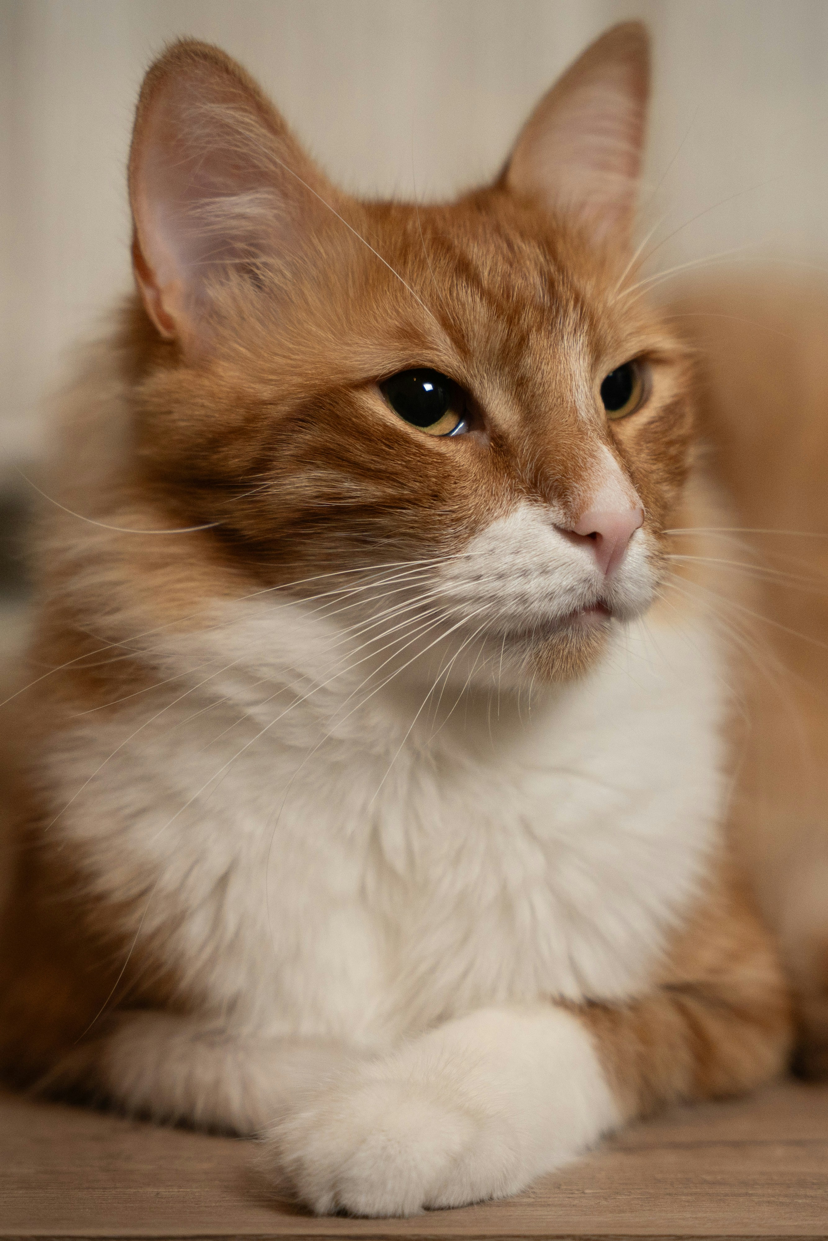 Amber Vigil: A Cat’s Quiet Gaze