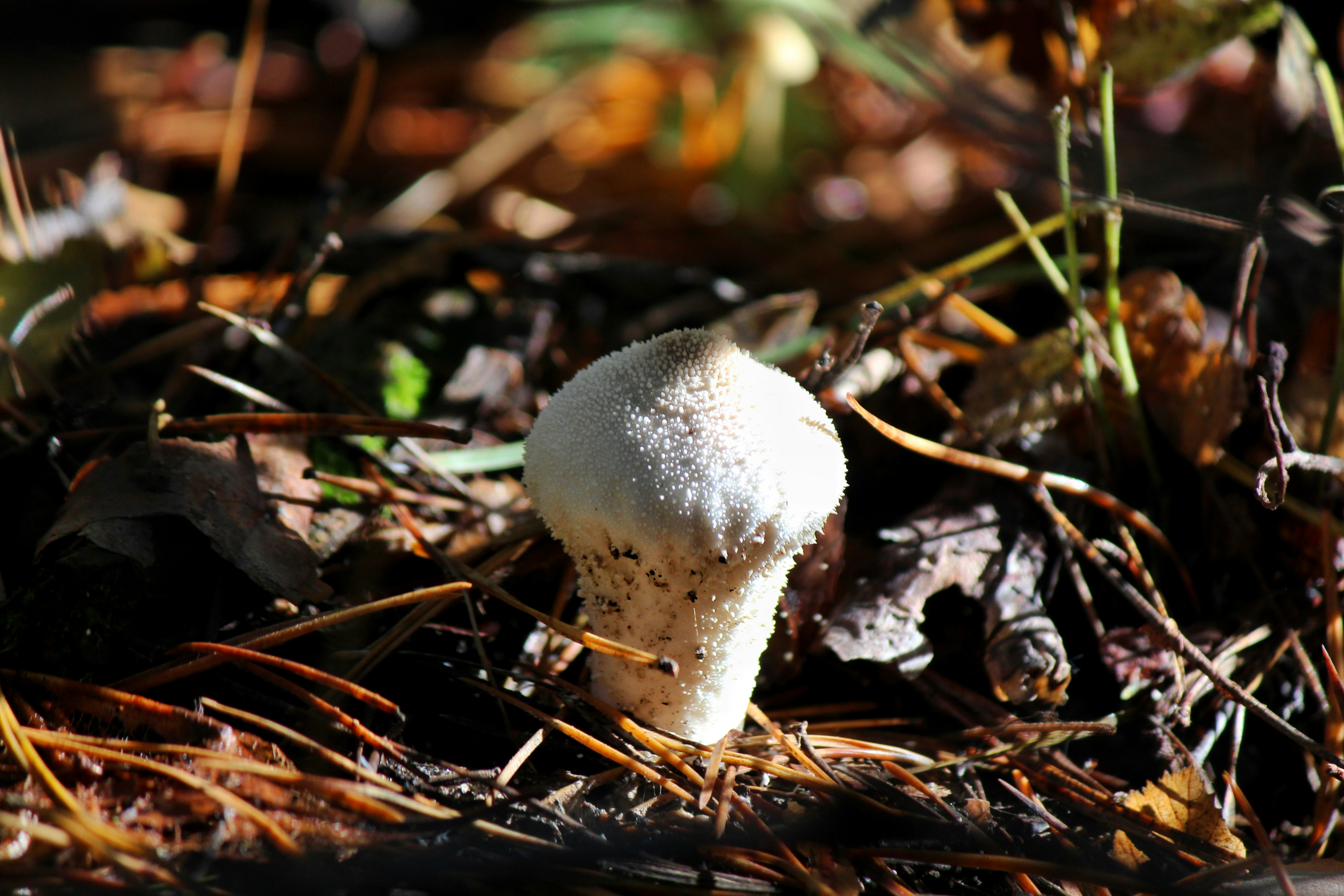 A solitary toadstool crowns the forest floor