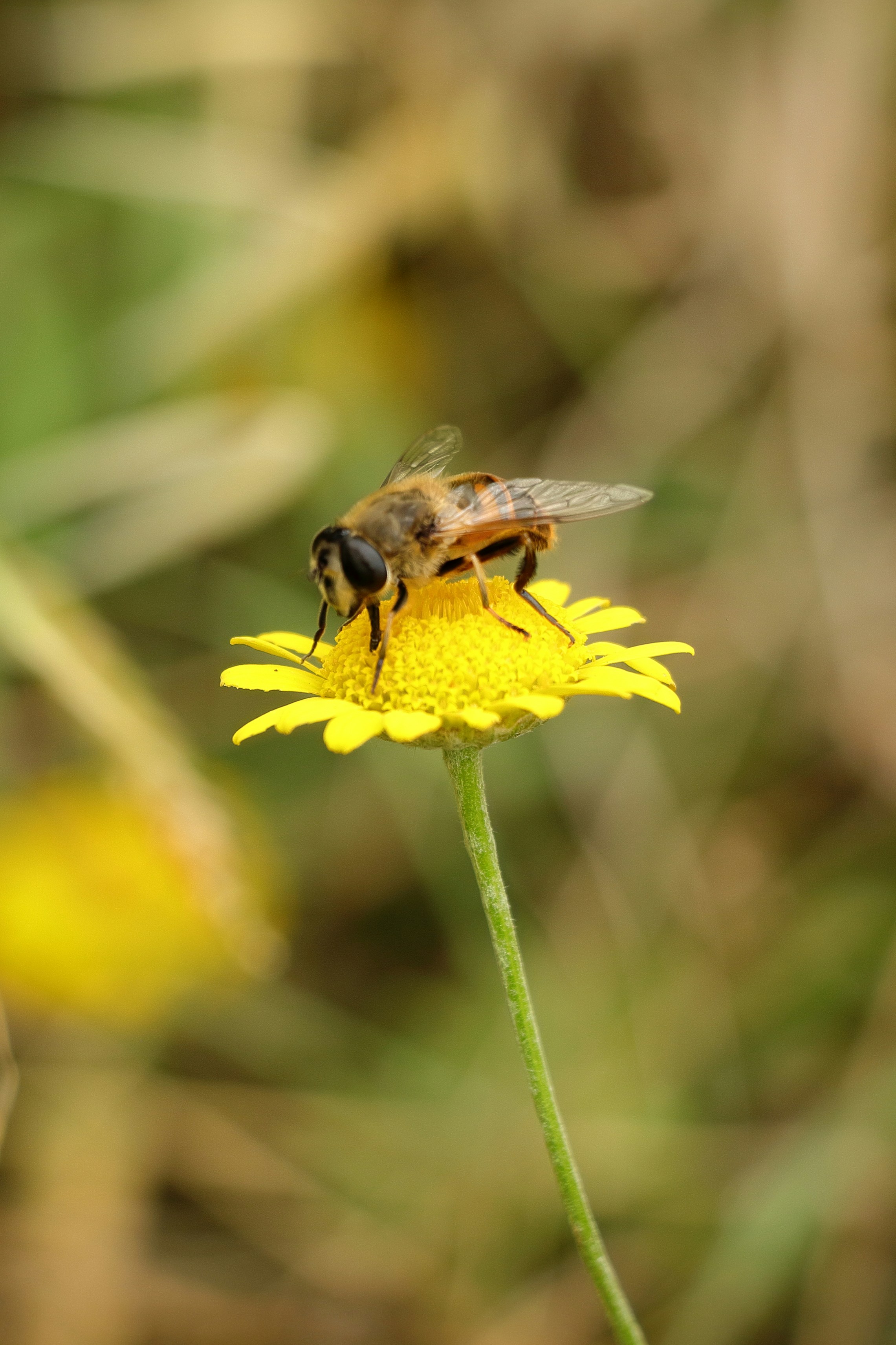 Hovering Nectar: A Bee Delicately Grazing a Golden Blossom
