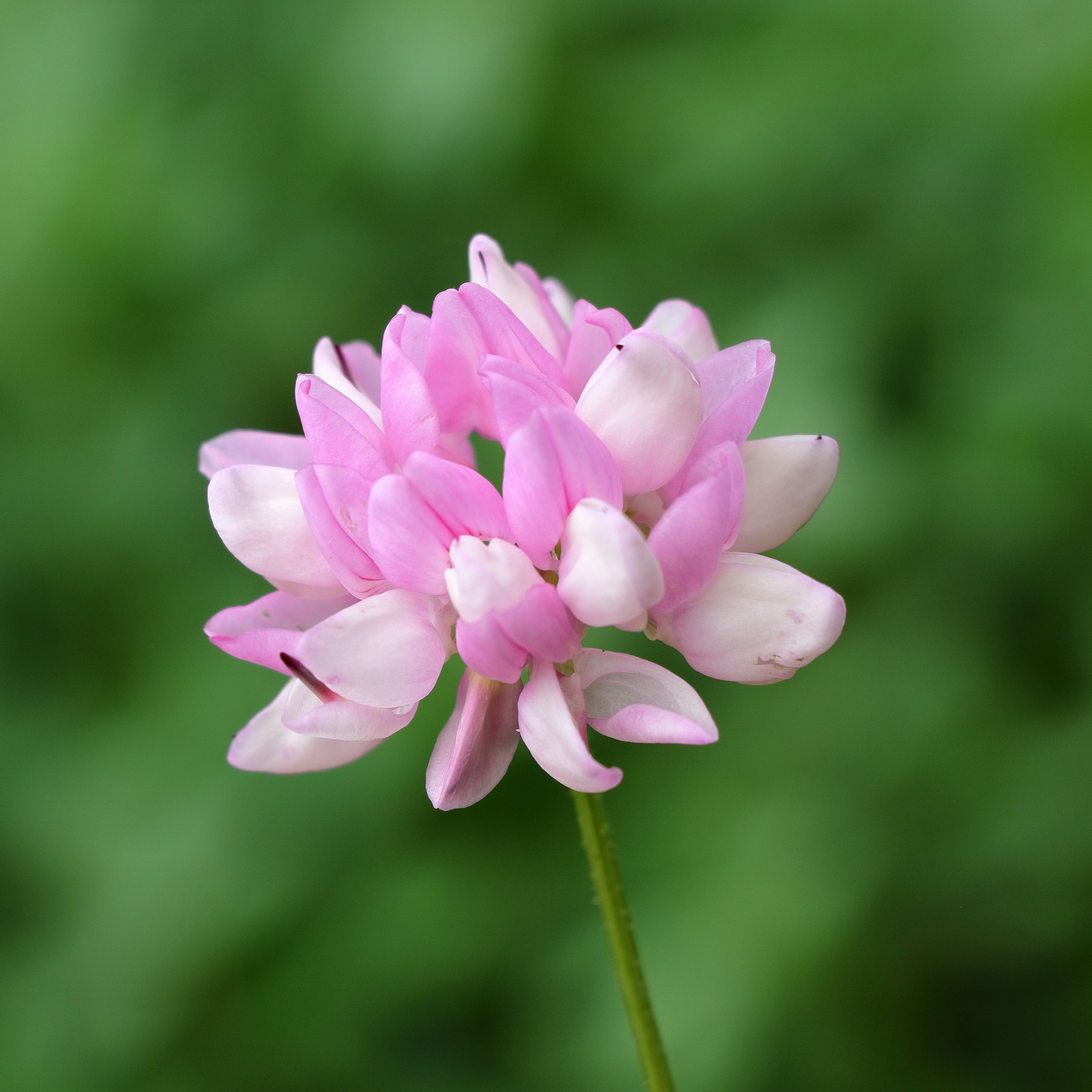 Blooming Pink Lotus Head in Soft Green Backdrop