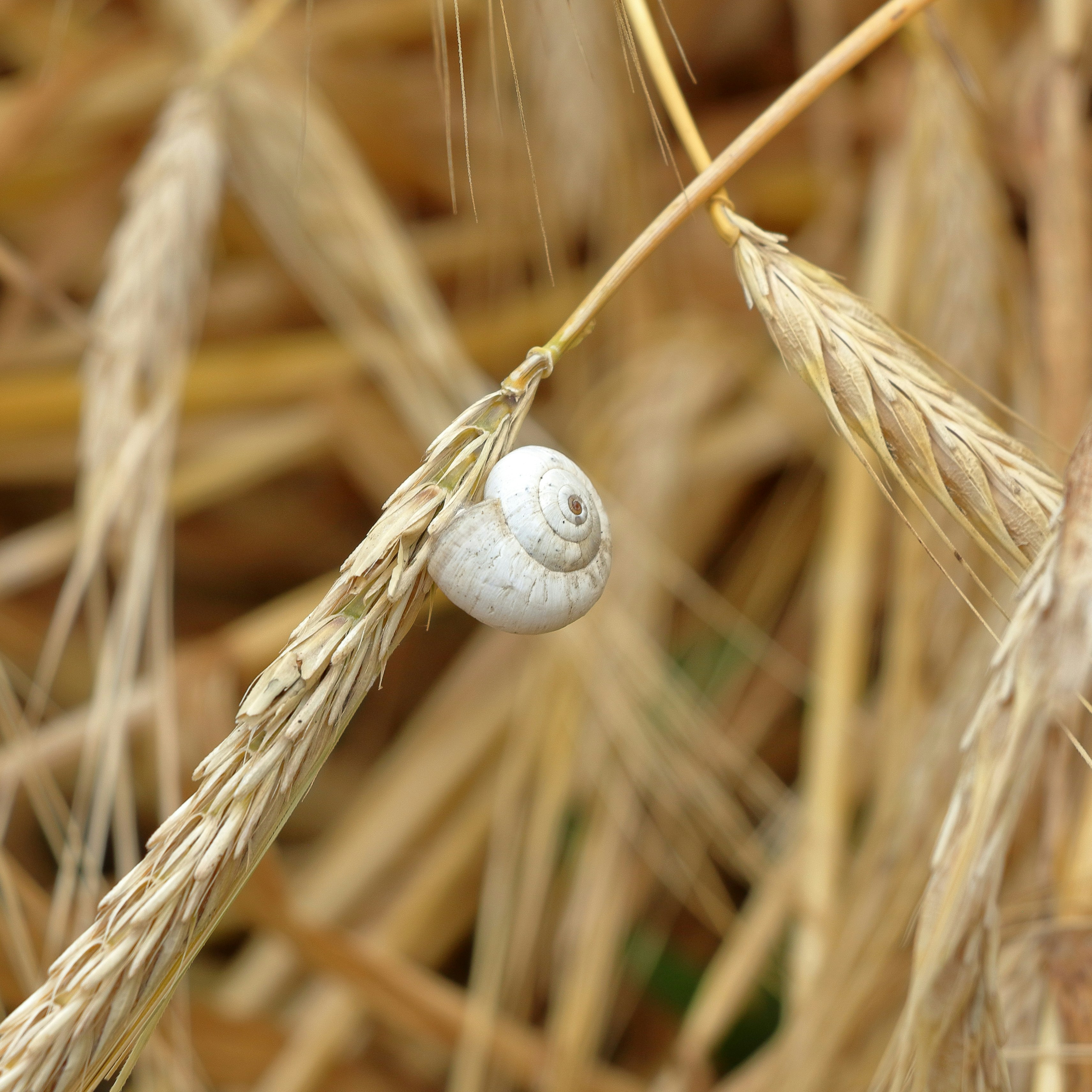 White snail clings to a stalk amid golden wheat