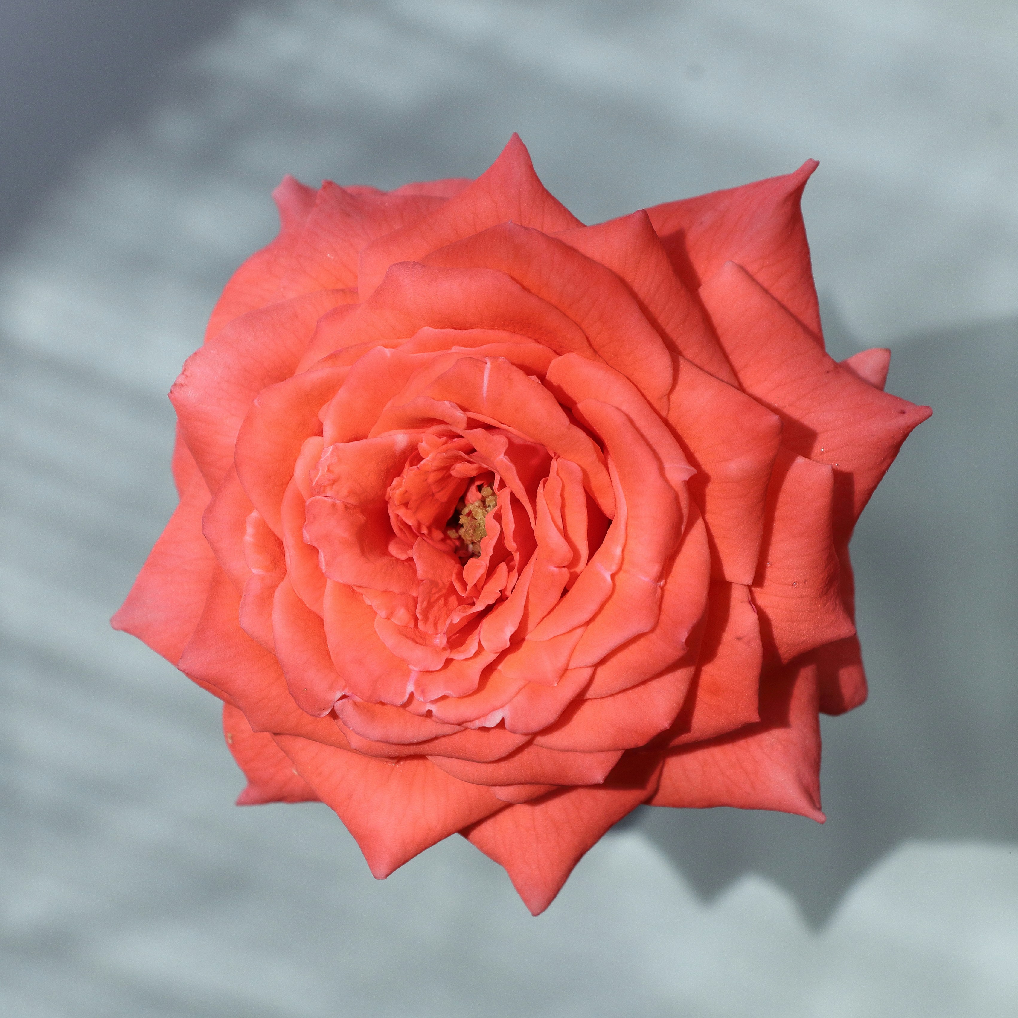Centered Bloom: A Coral Rose in Quiet Light
