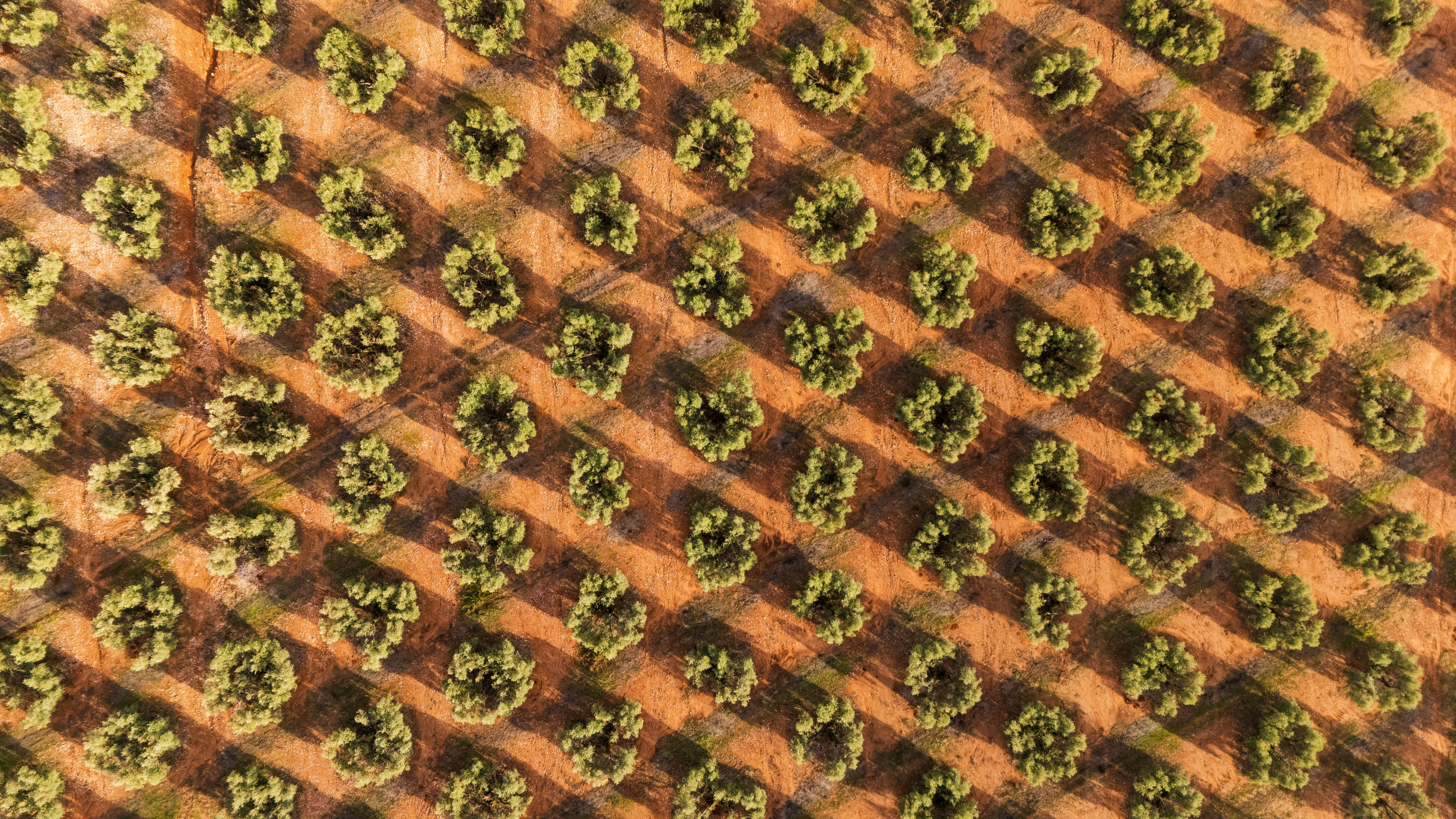 Rows of Orchard Echoes: An Aerial Scan of Rows and Shadows