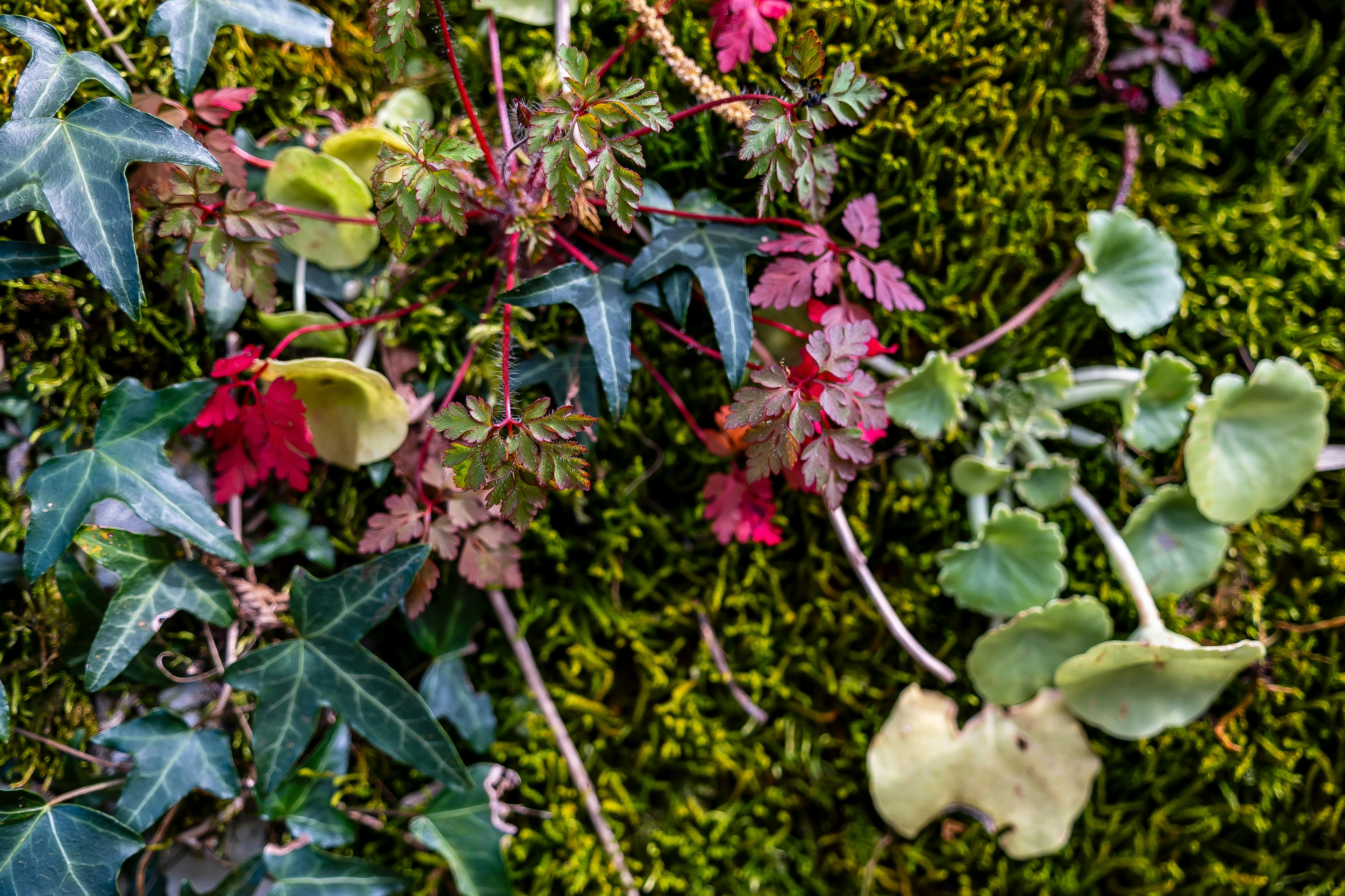 Vibrant Ivy and Moss Mosaic with Crimson Self-Layered Flowers